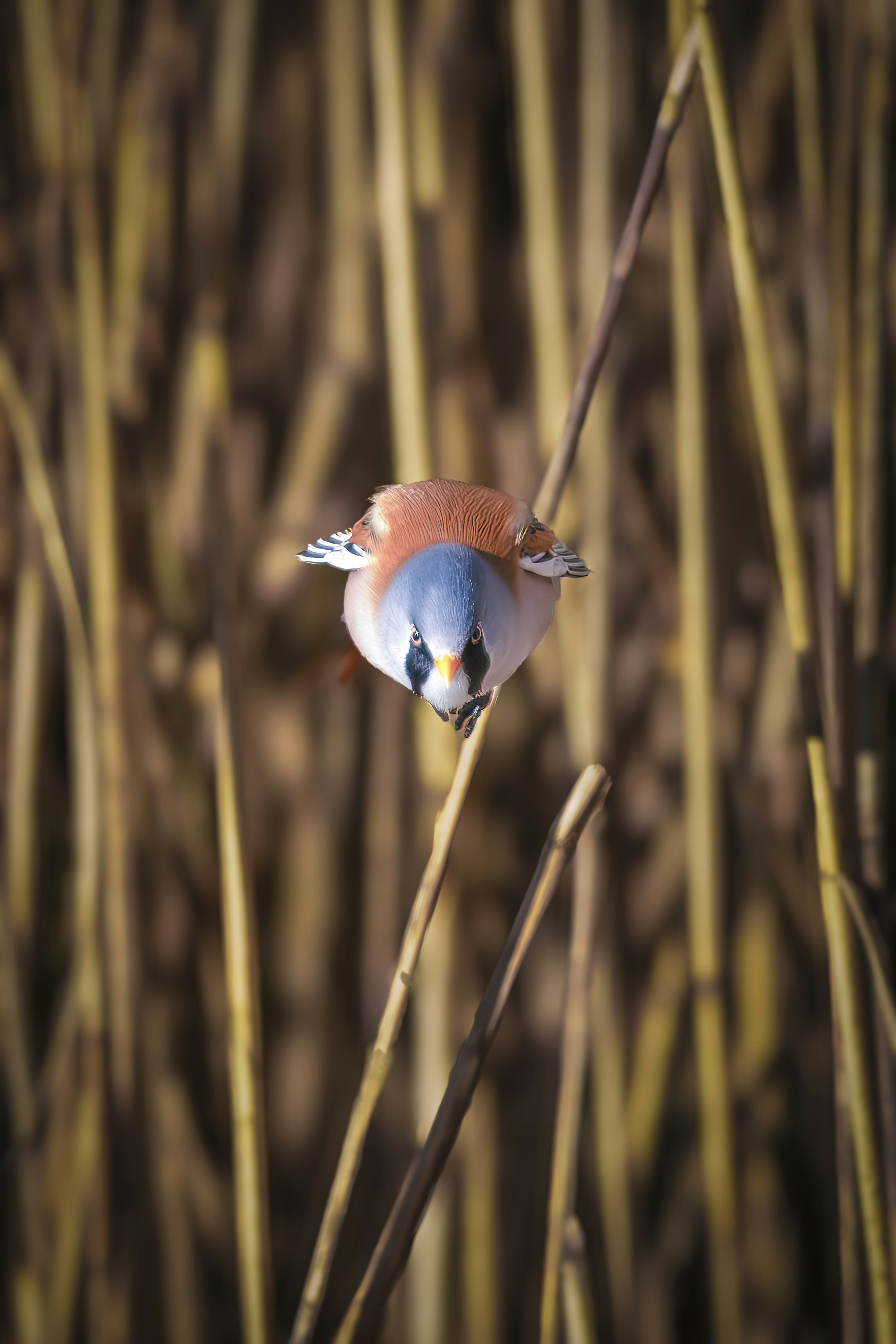 Photo by Jonny Gios with Sony Alpha 7R V