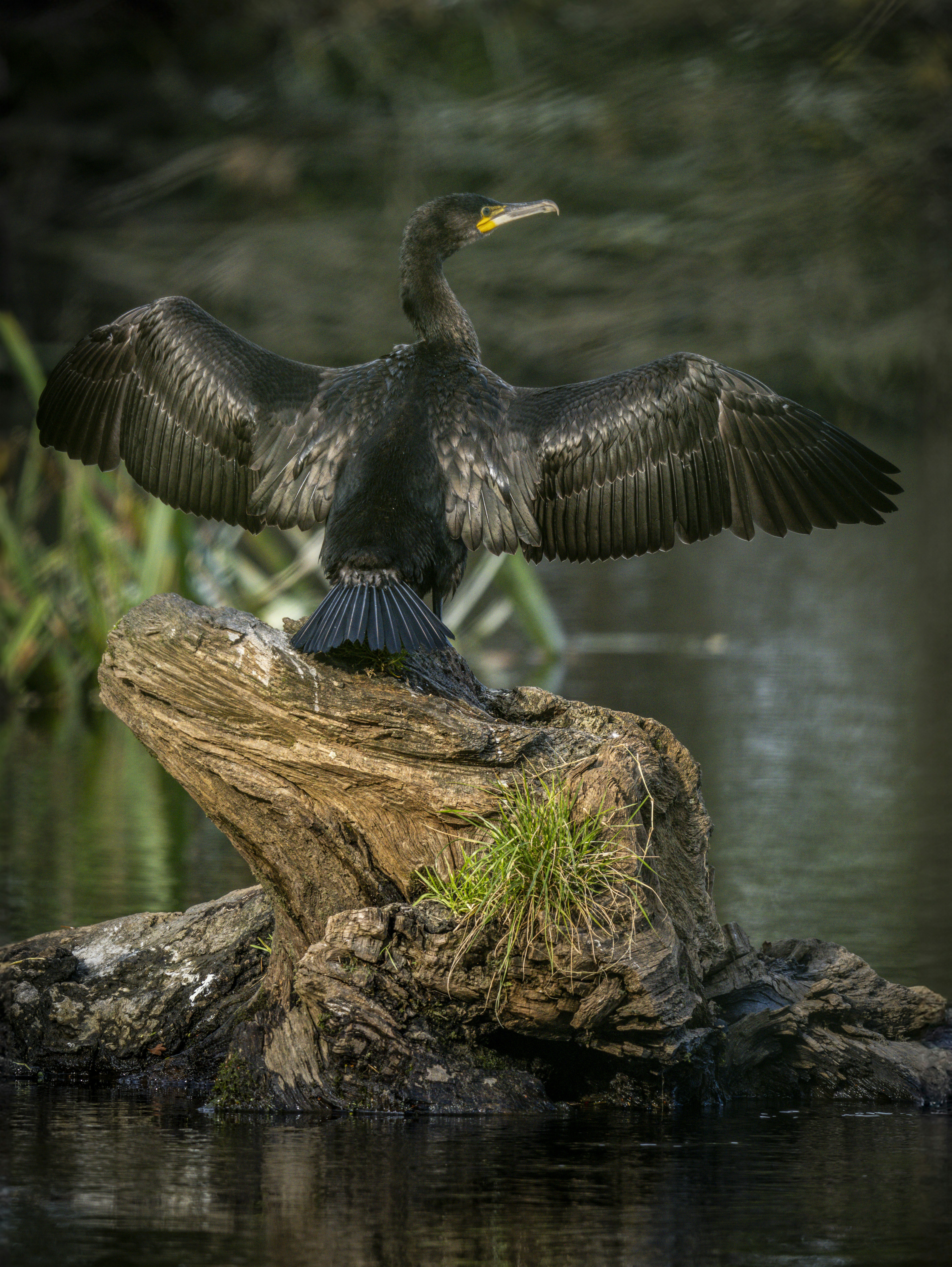 A bird with its wings spread sitting on a log in the water photo – Free ...