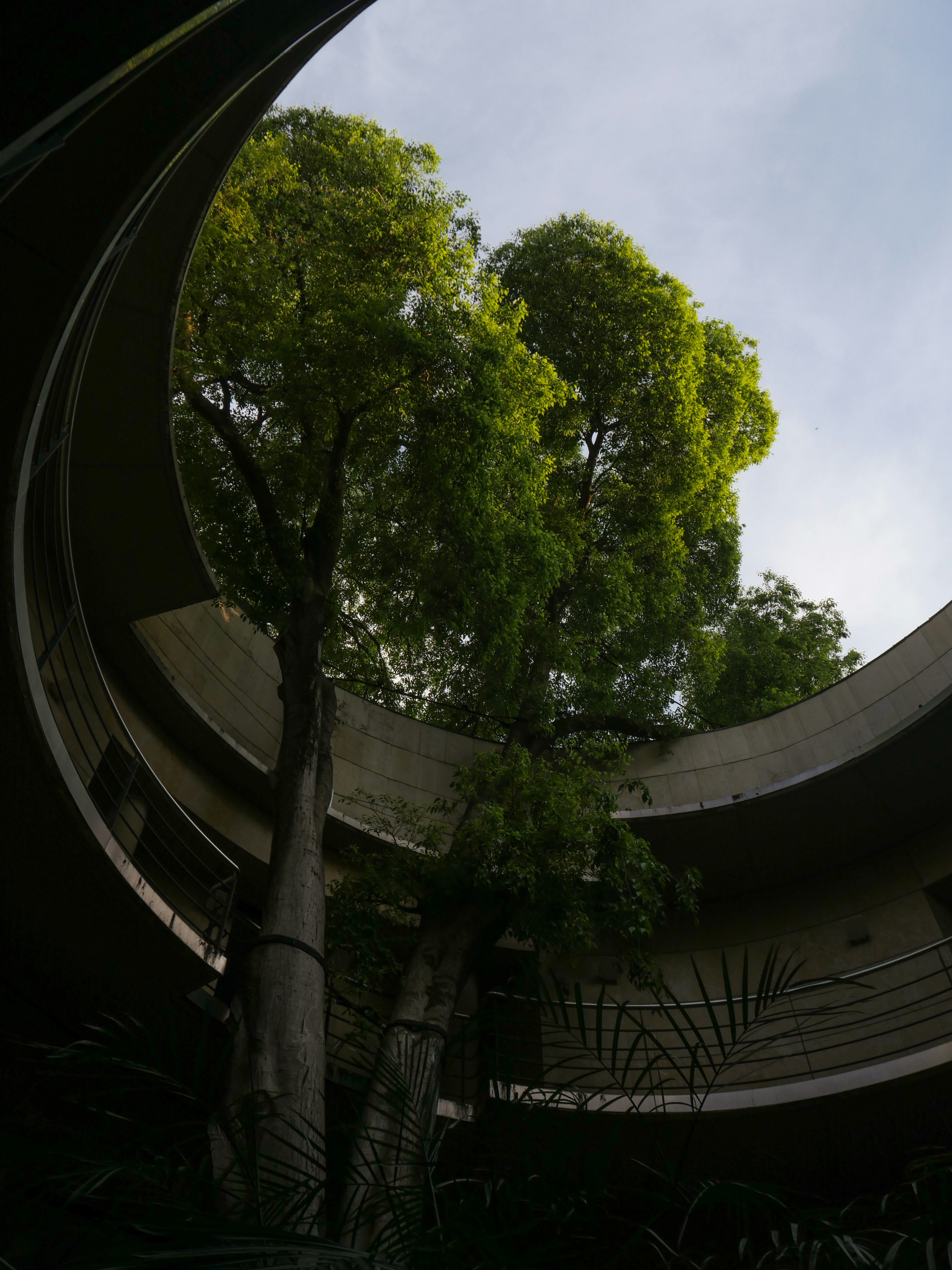 Skyward Canopy: Trees Framed by a Circular Atrium Ring