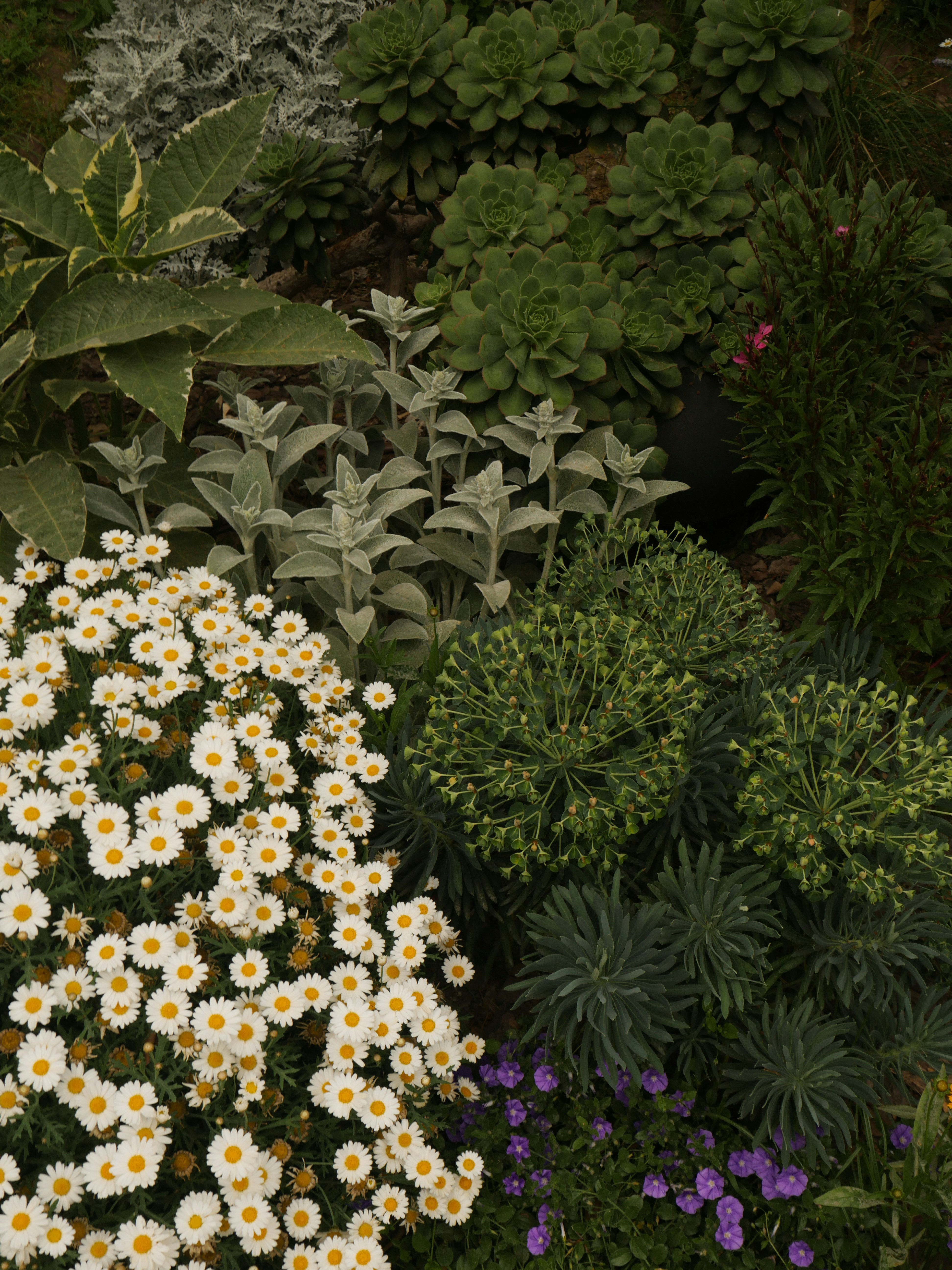 a bunch of flowers that are in the grass