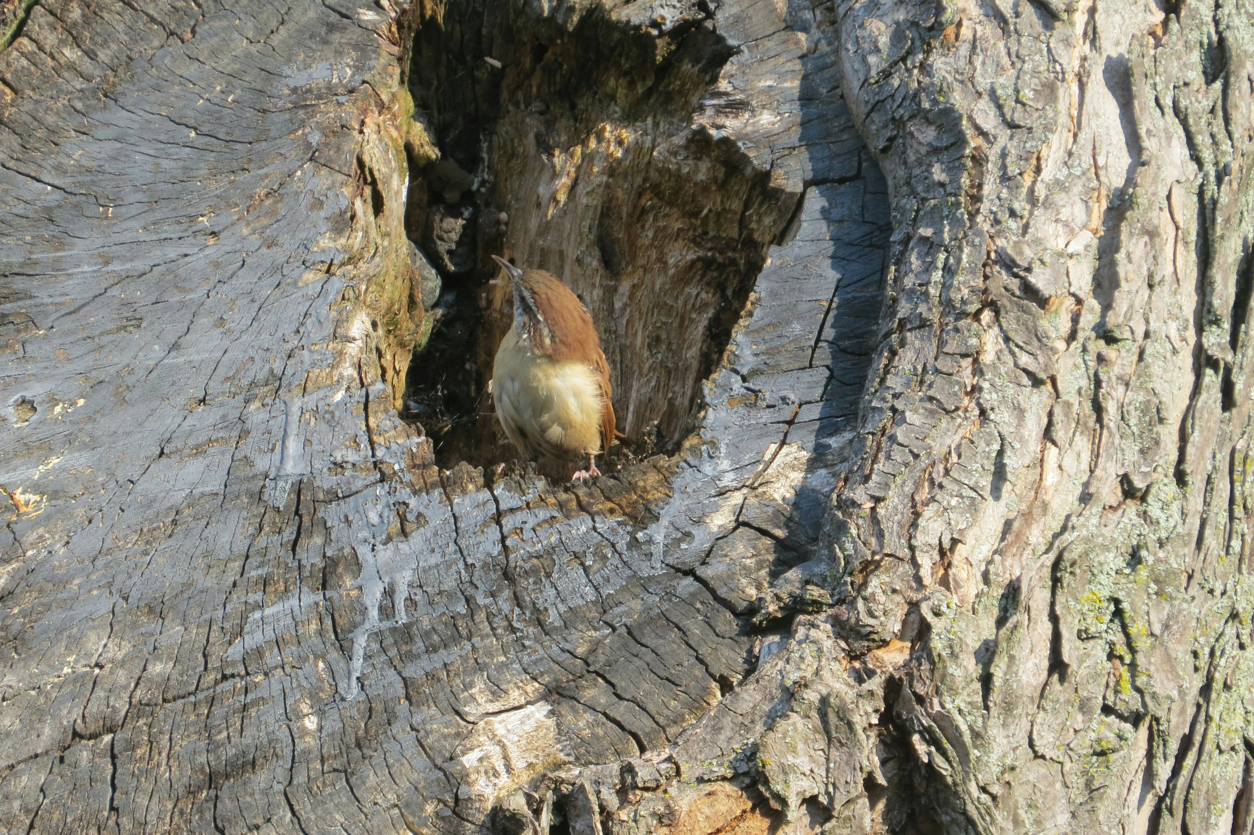 Small bird perched inside a tree hollow on a sunlit trunk.