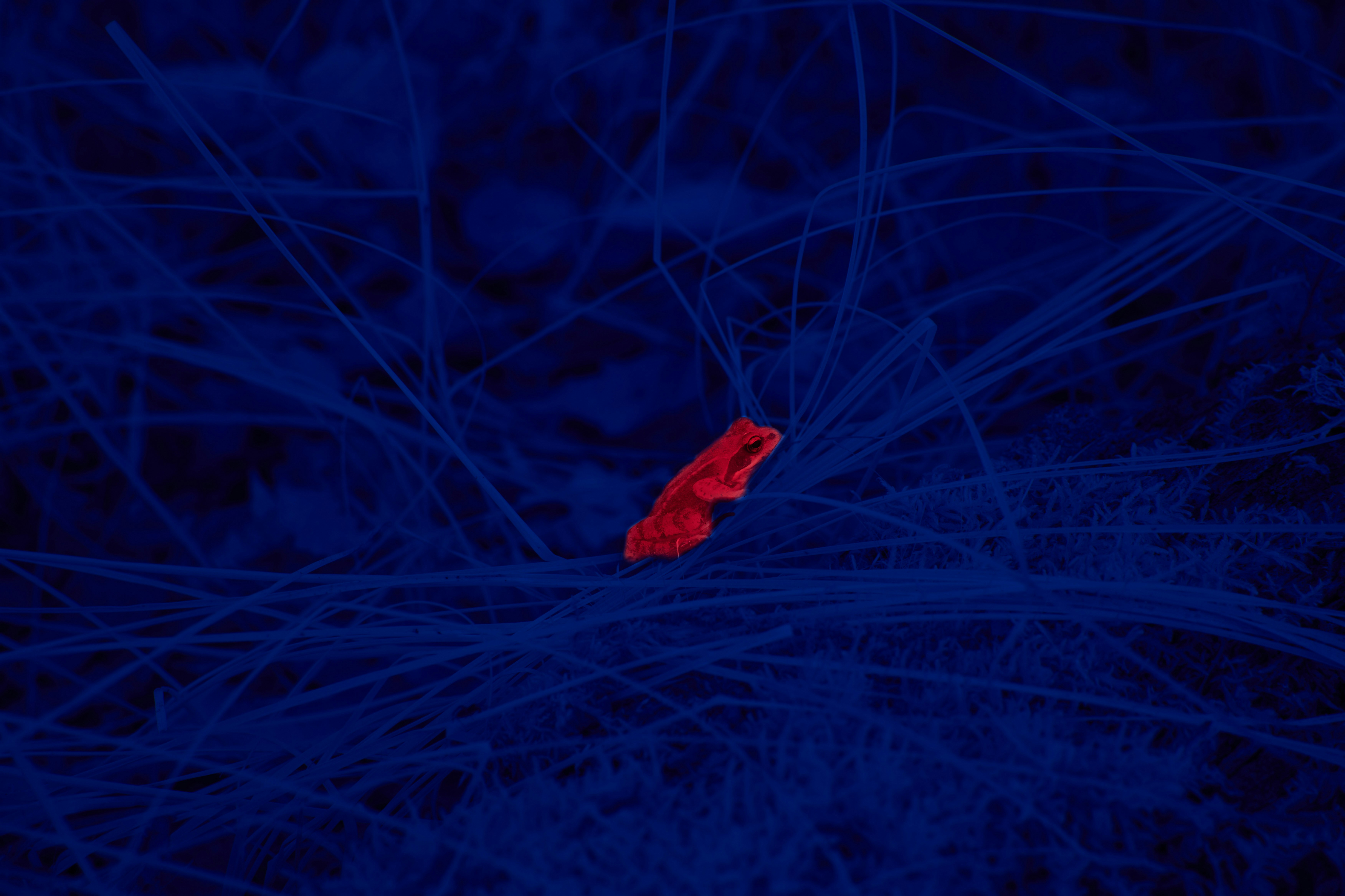 A red object in the middle of a blue field photo – Free Animal Image on ...