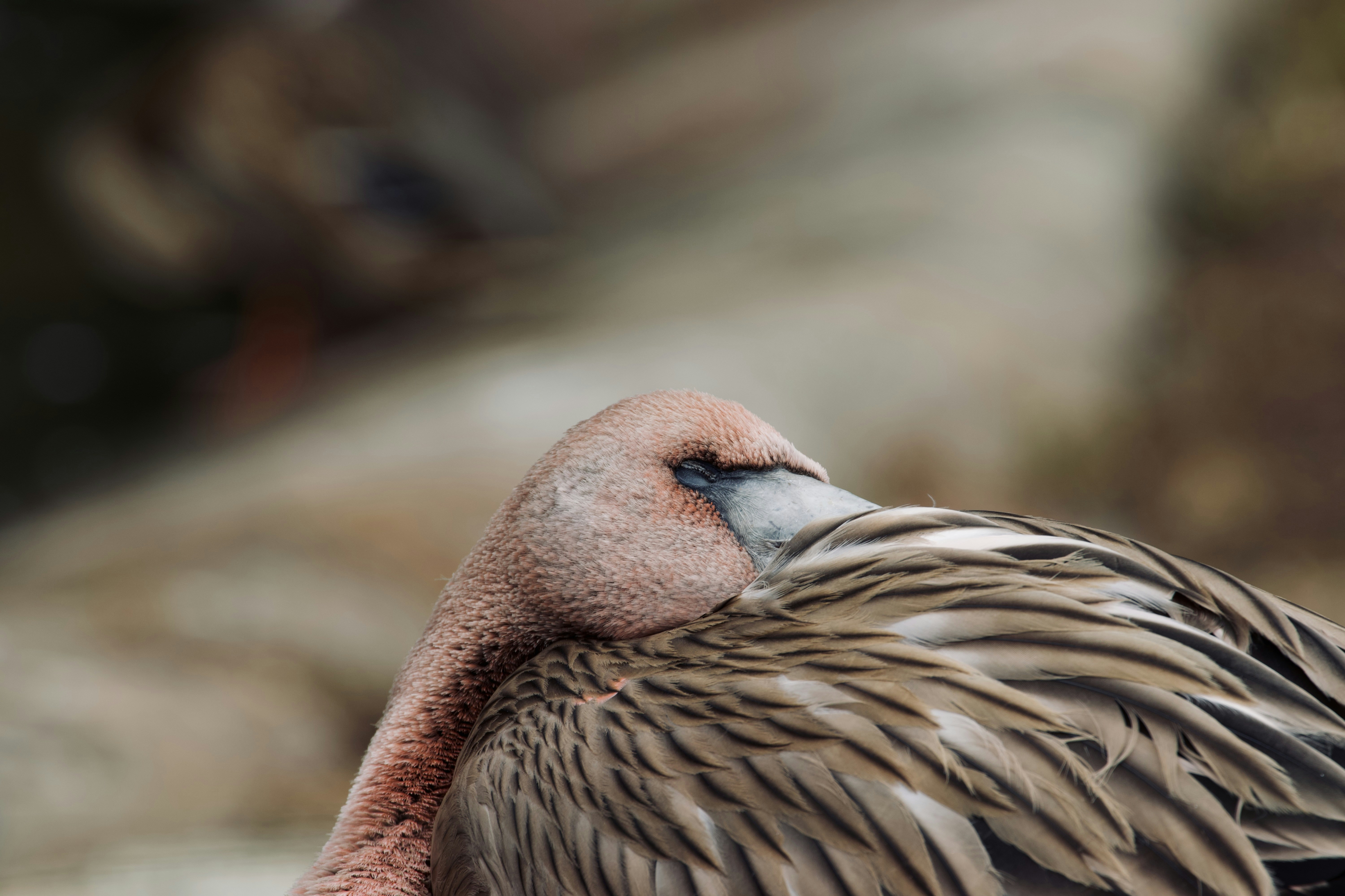 A close up of a bird with a blurry background photo – Free Grey Image ...