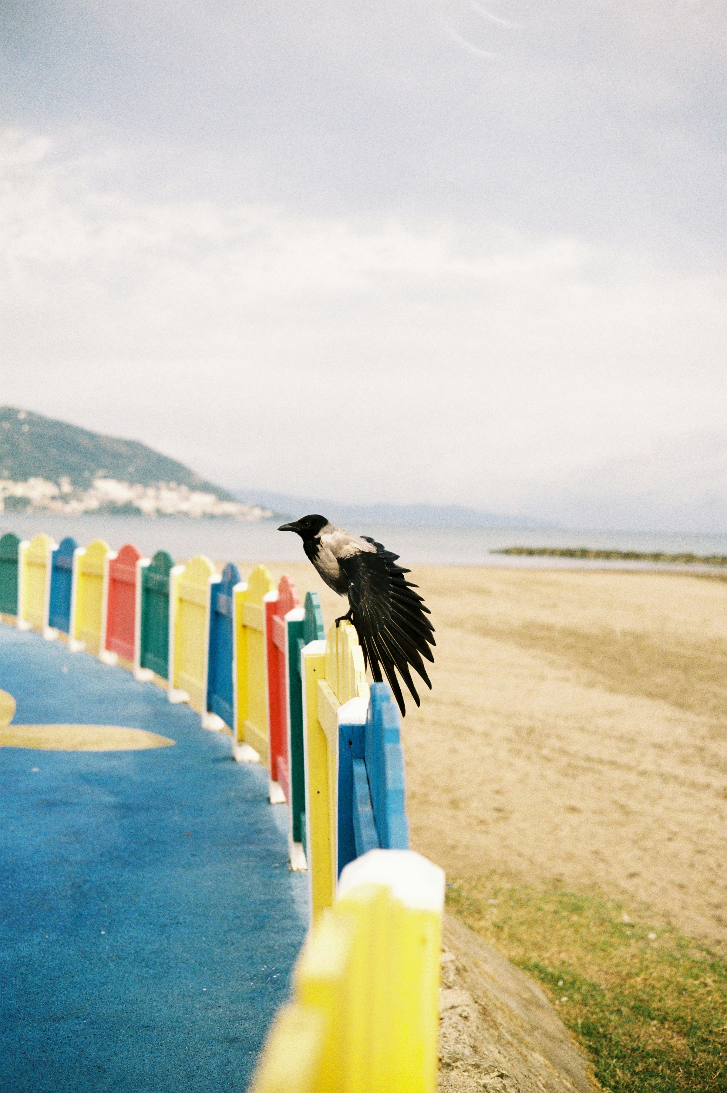 A crow perched on a rainbow-colored railing along a sandy beach, wings spread as it balances on the barrier. The scene captures a coastal promenade with distant hills and a calm sea.