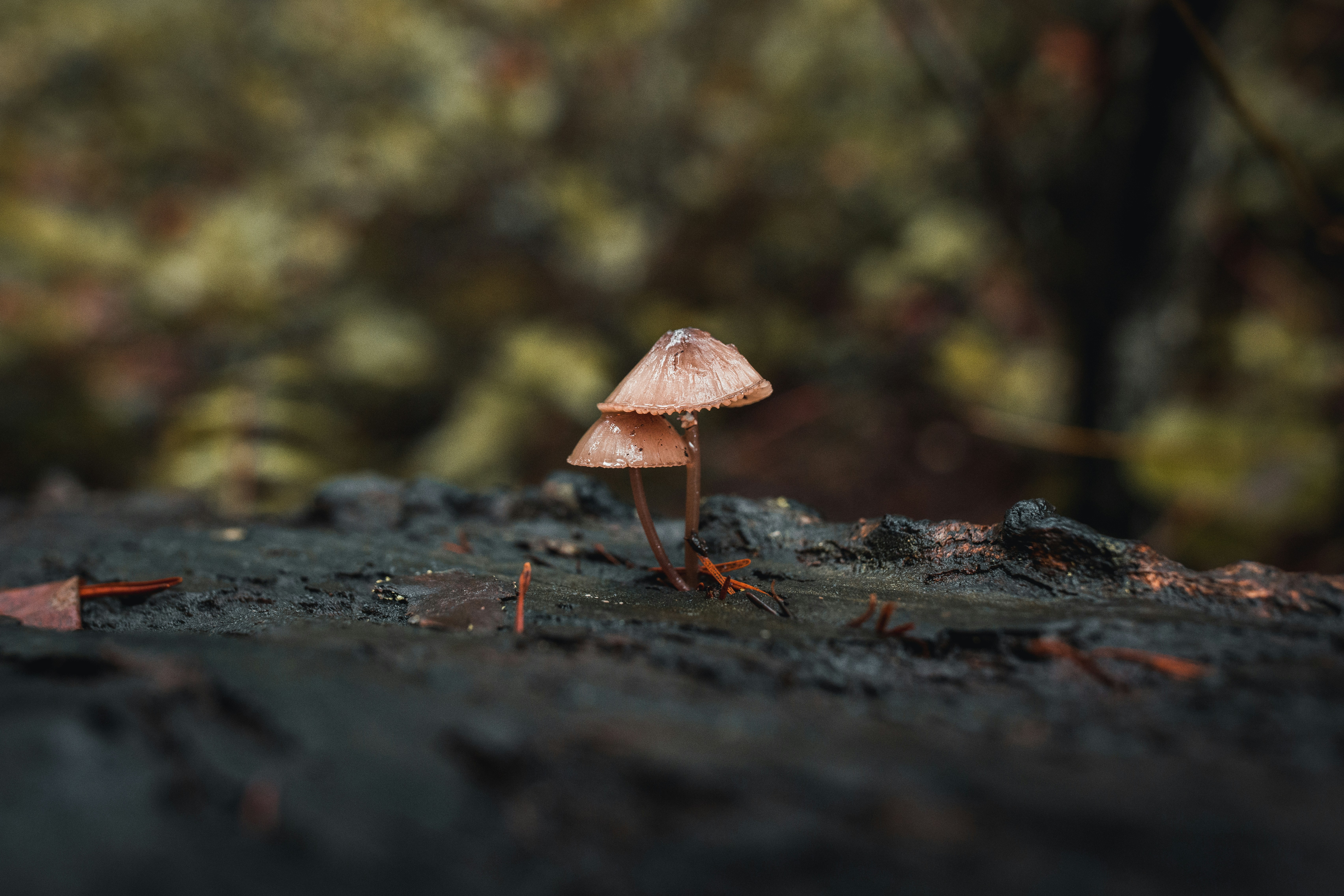 Mushroom Duet: Tiny Umbrellas on a Charcoal Forest Floor