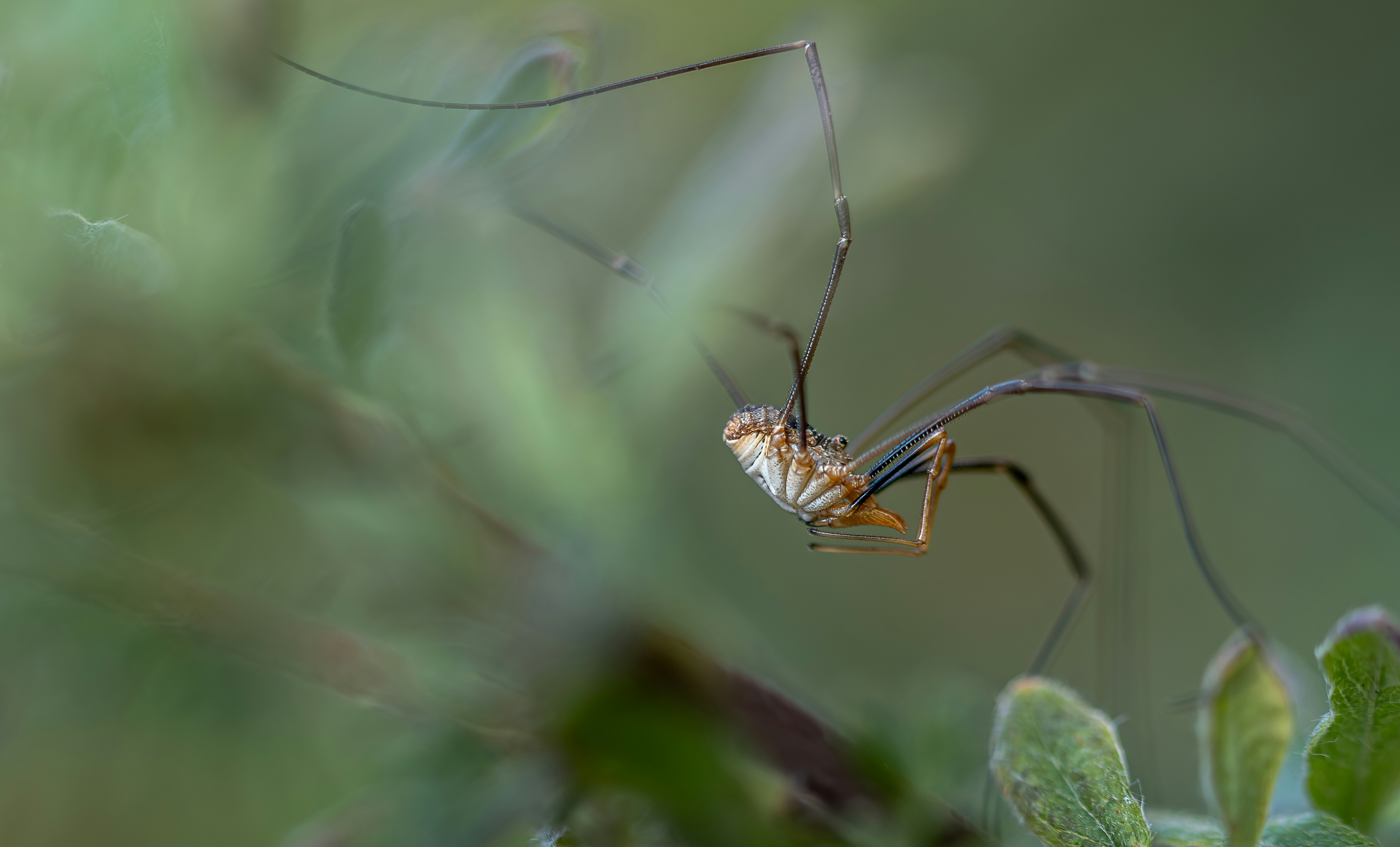 15 Creepiest Creatures Found in Caves - Animals Around The Globe