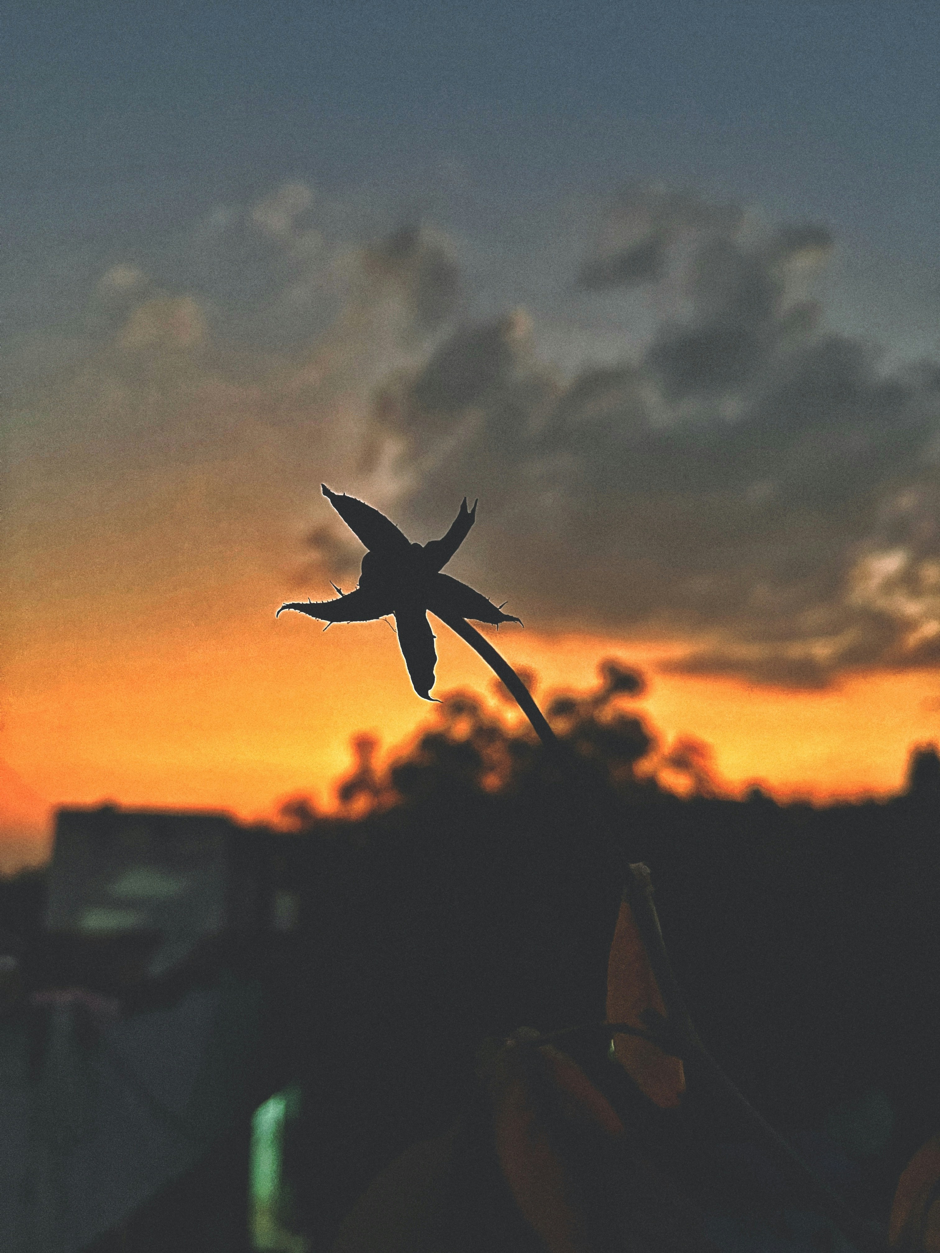 Starflower Silhouette at Sunset: A Delicate Bloom Against the Orange Horizon