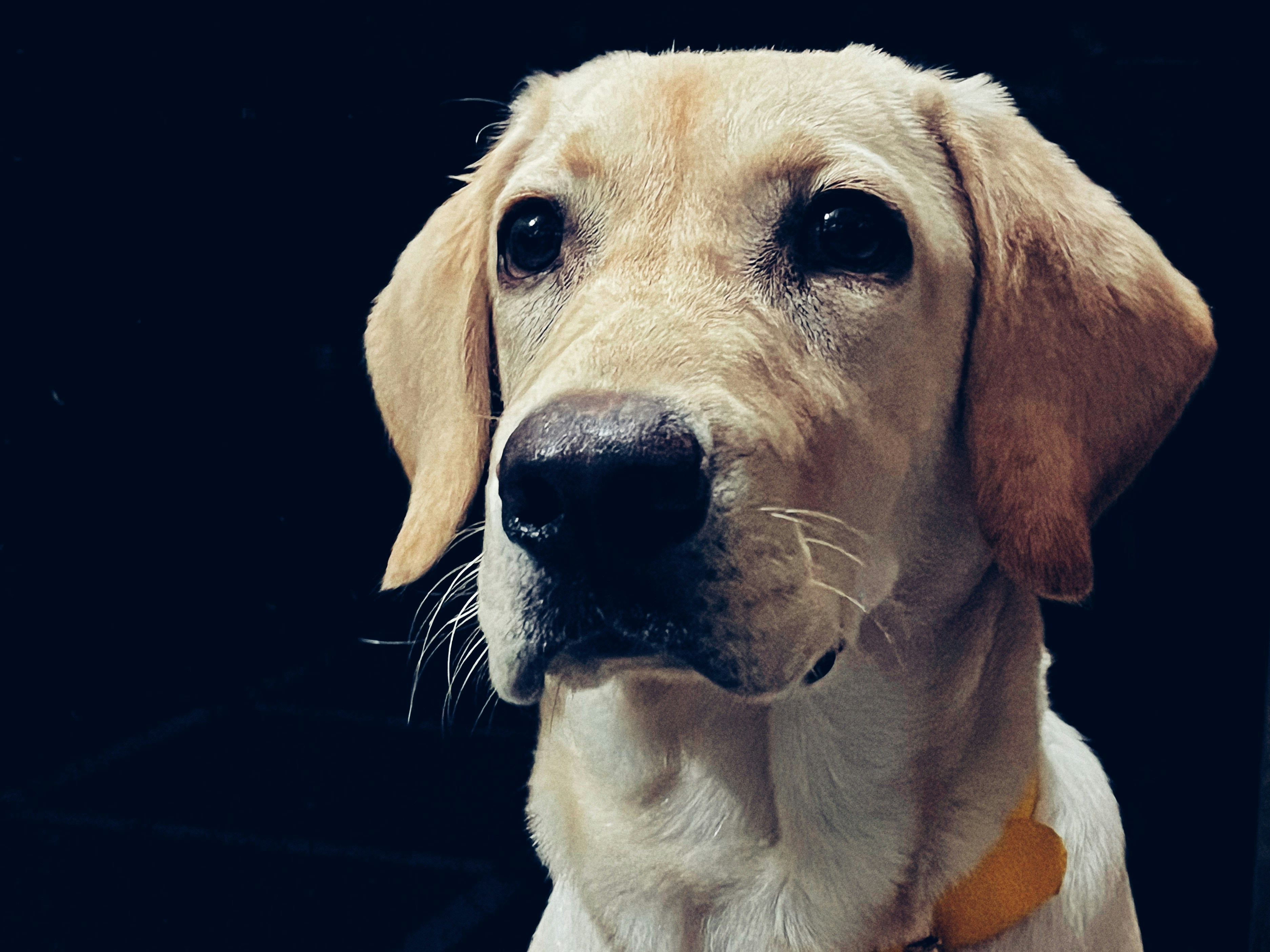 Un primer plano de un perro con un collar amarillo foto – Imagen de ...