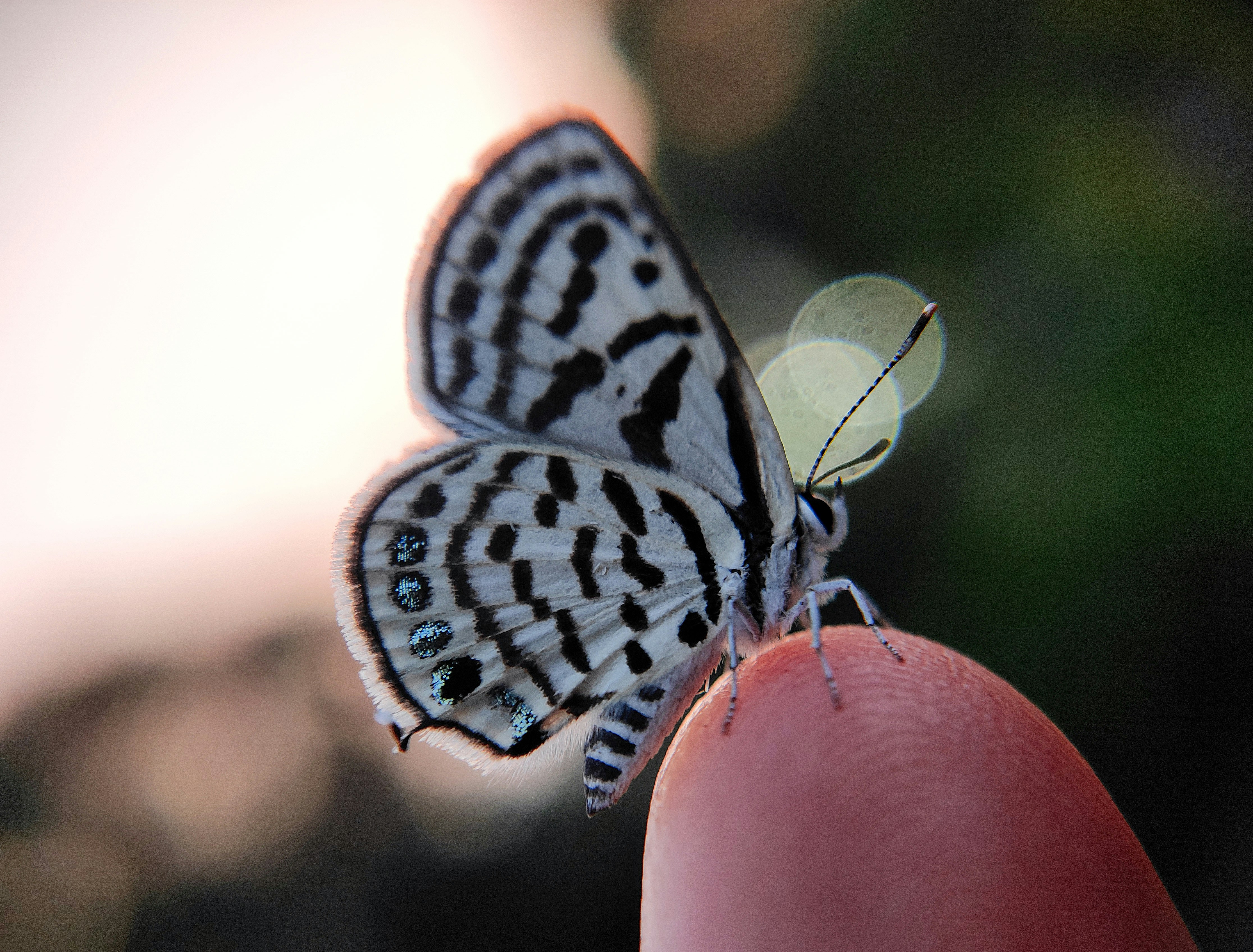 Macro shot of a delicate lace-wing butterfly perched on a human fingertip. Soft bokeh background emphasizes the insect's wing pattern.