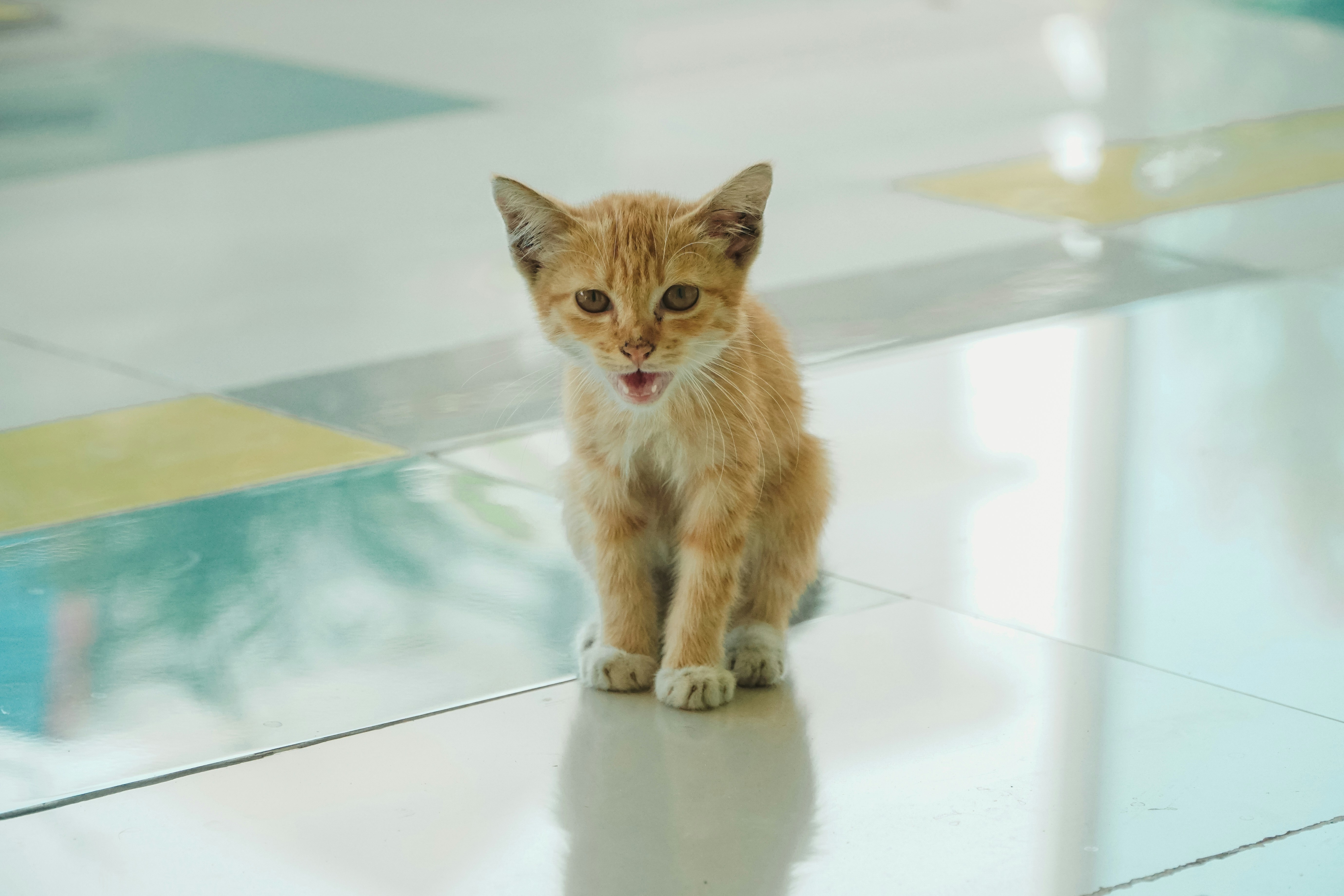 Sunlit Feline in a Shiny Tile Hall