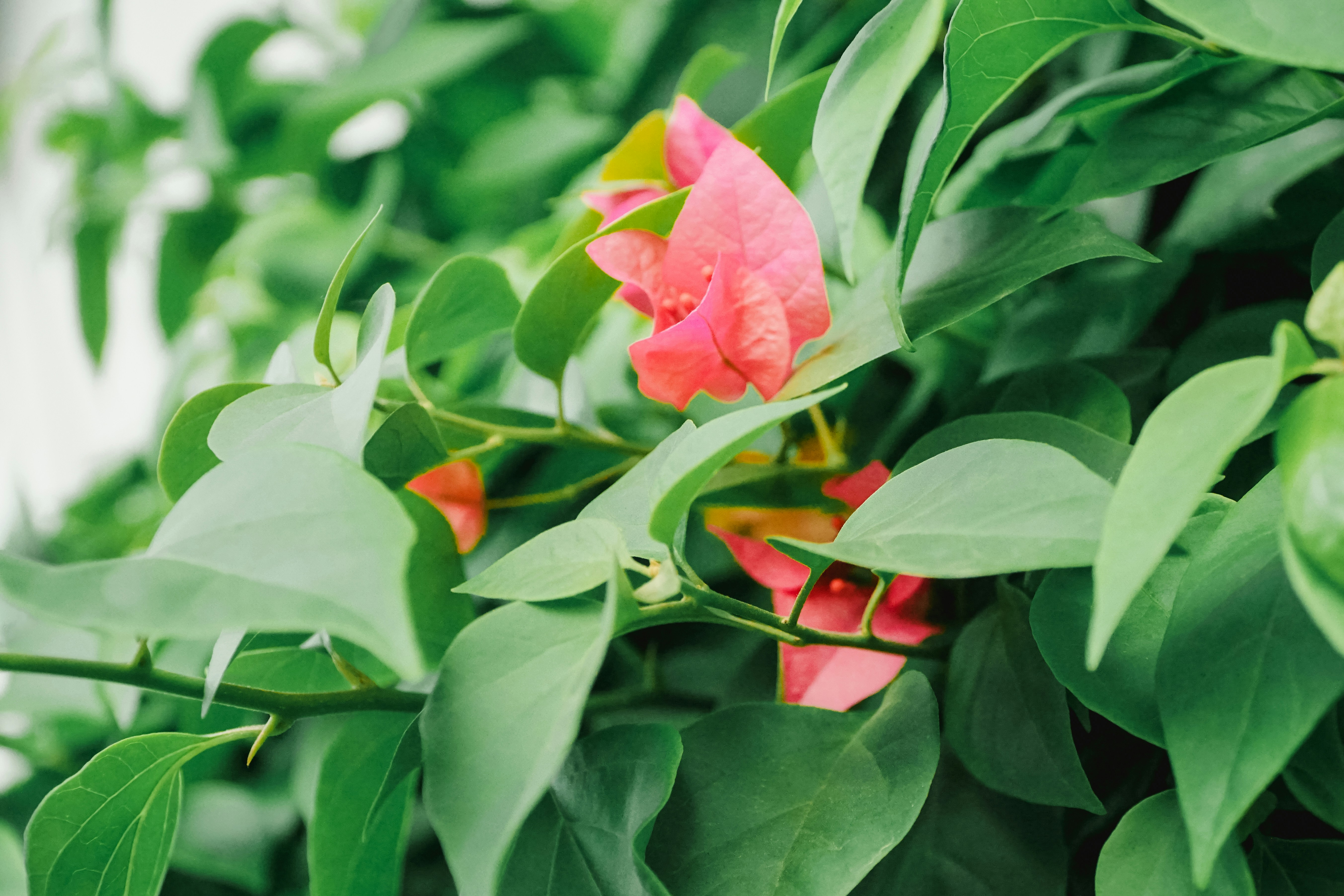 Vibrant Pink Bloom Peeking Through Emerald Leaves