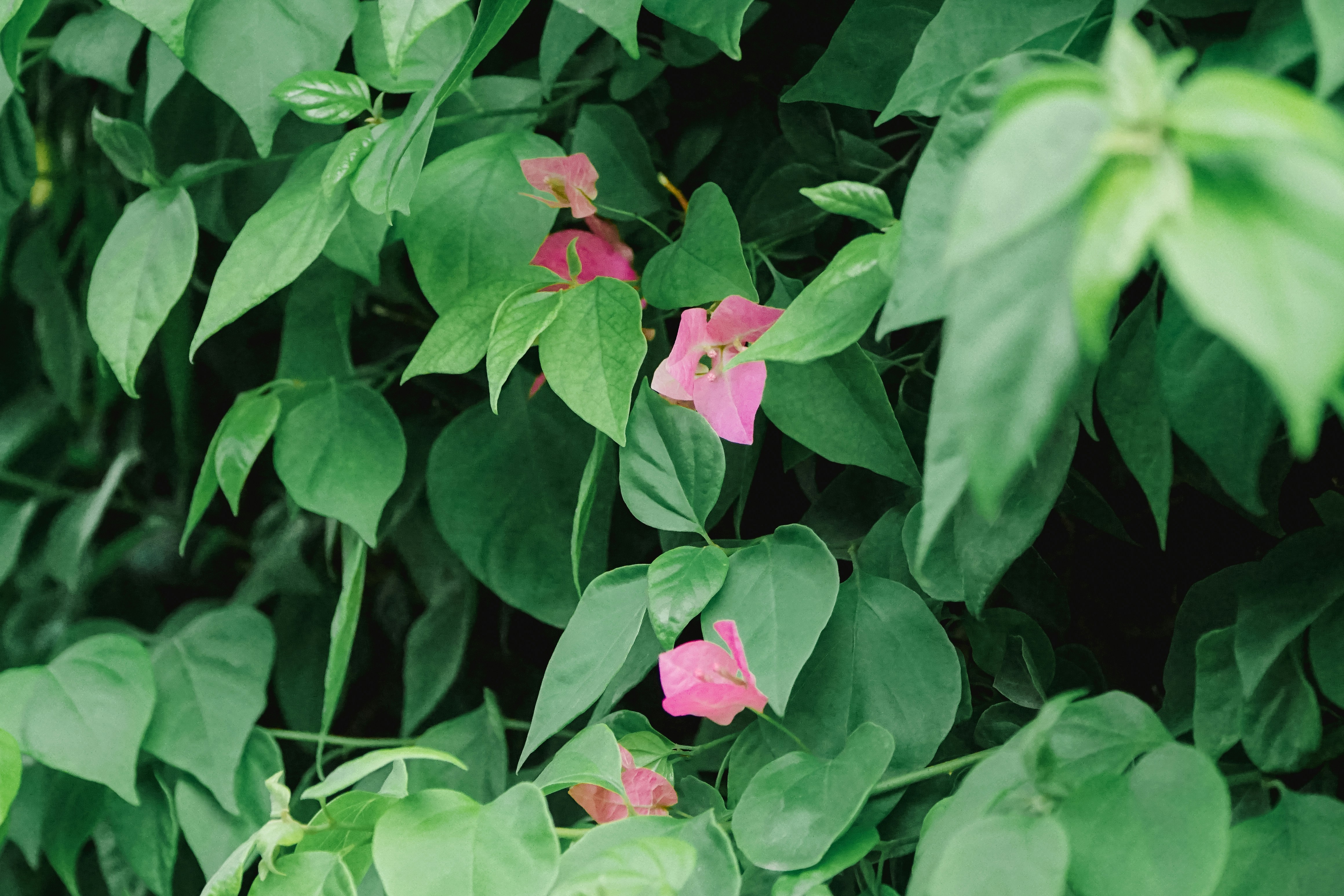 Pink Bougainvillea Bracts Framing Verdant Foliage