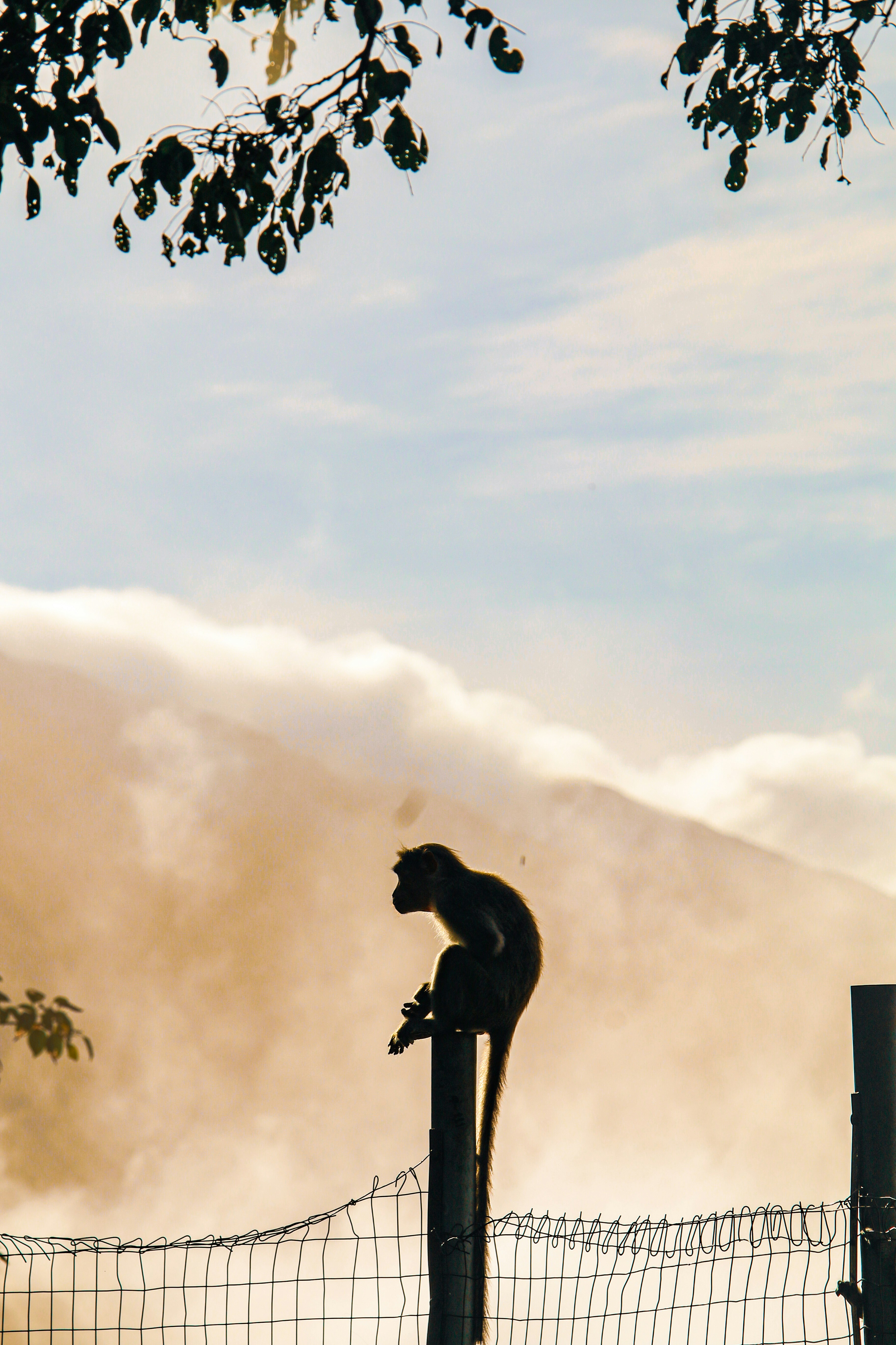 Sentinel on a Post: A Monkey's Quiet Watch