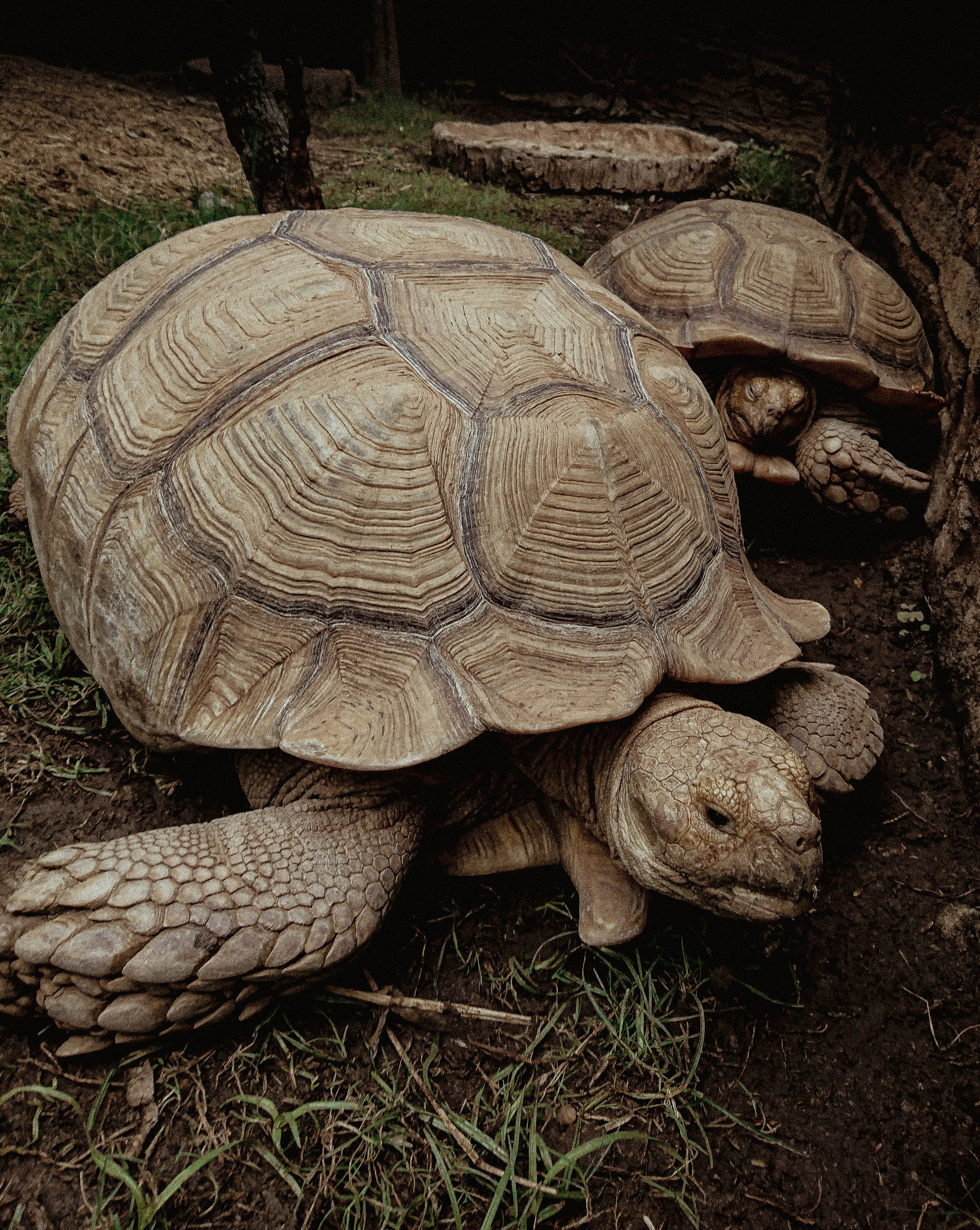 Two large tortoises sitting next to each other on the ground photo ...