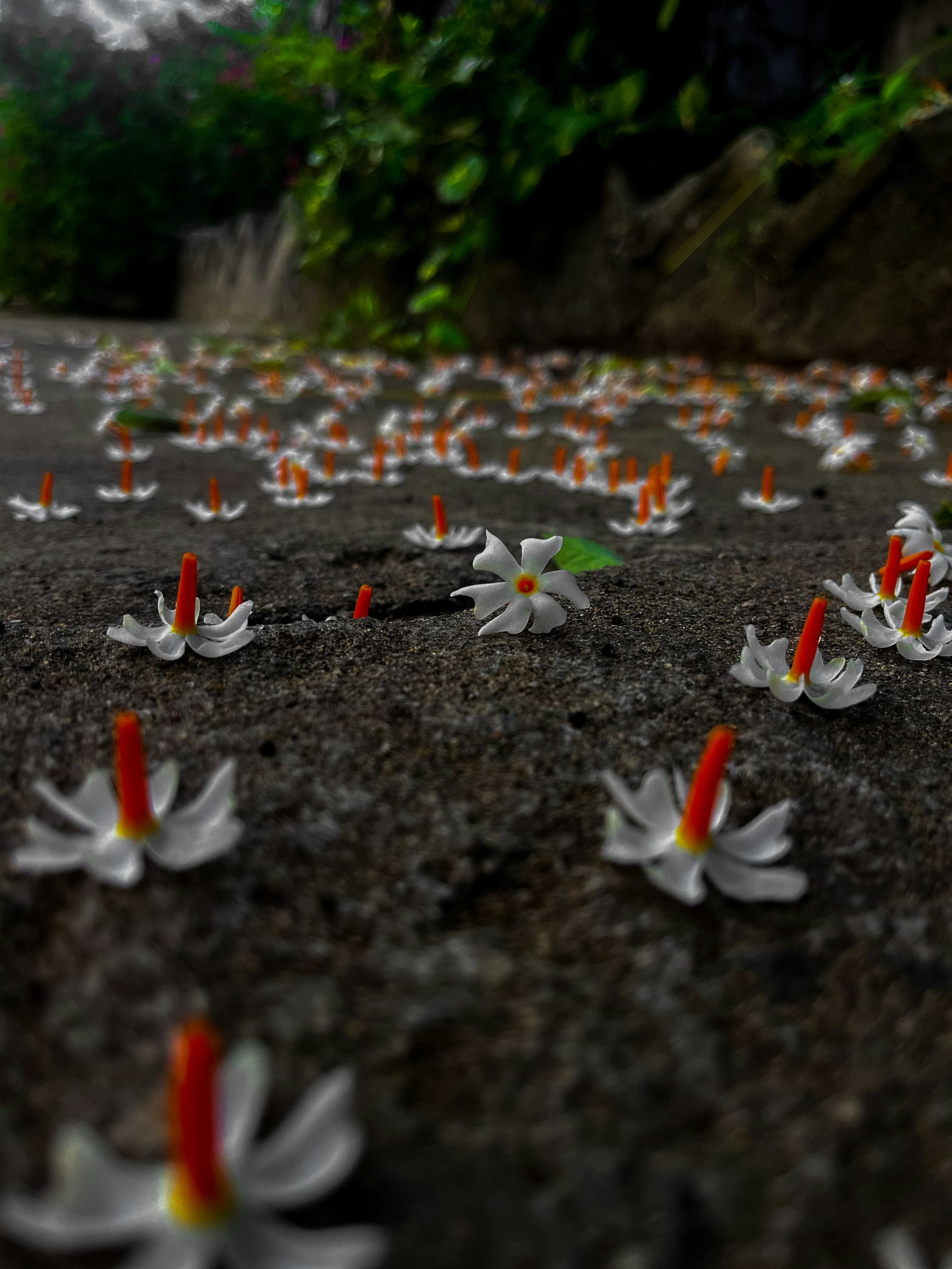A bunch of flowers that are laying on the ground photo – Free Petal ...