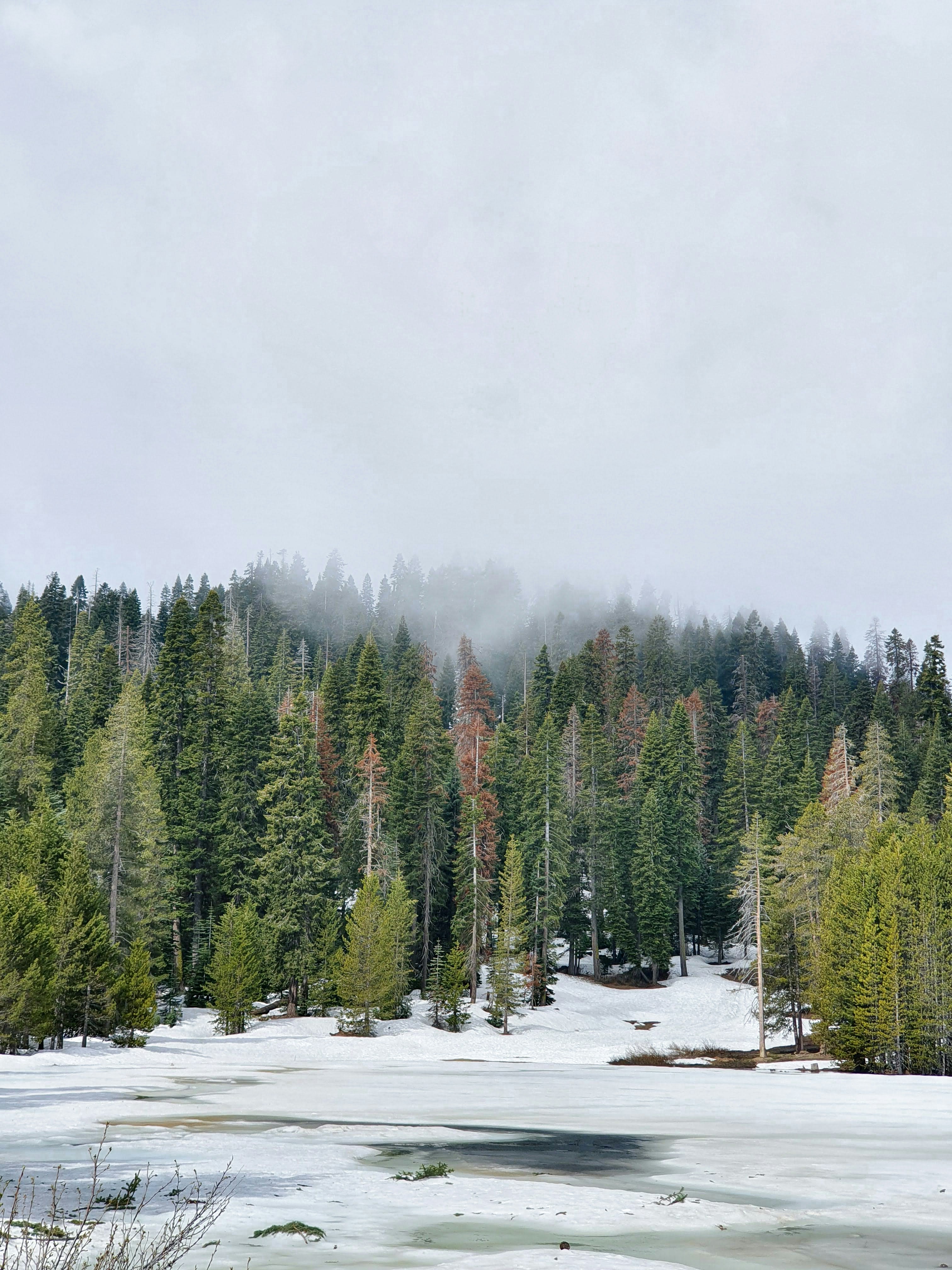 Fog-Laced Pines Over a Frozen Lake