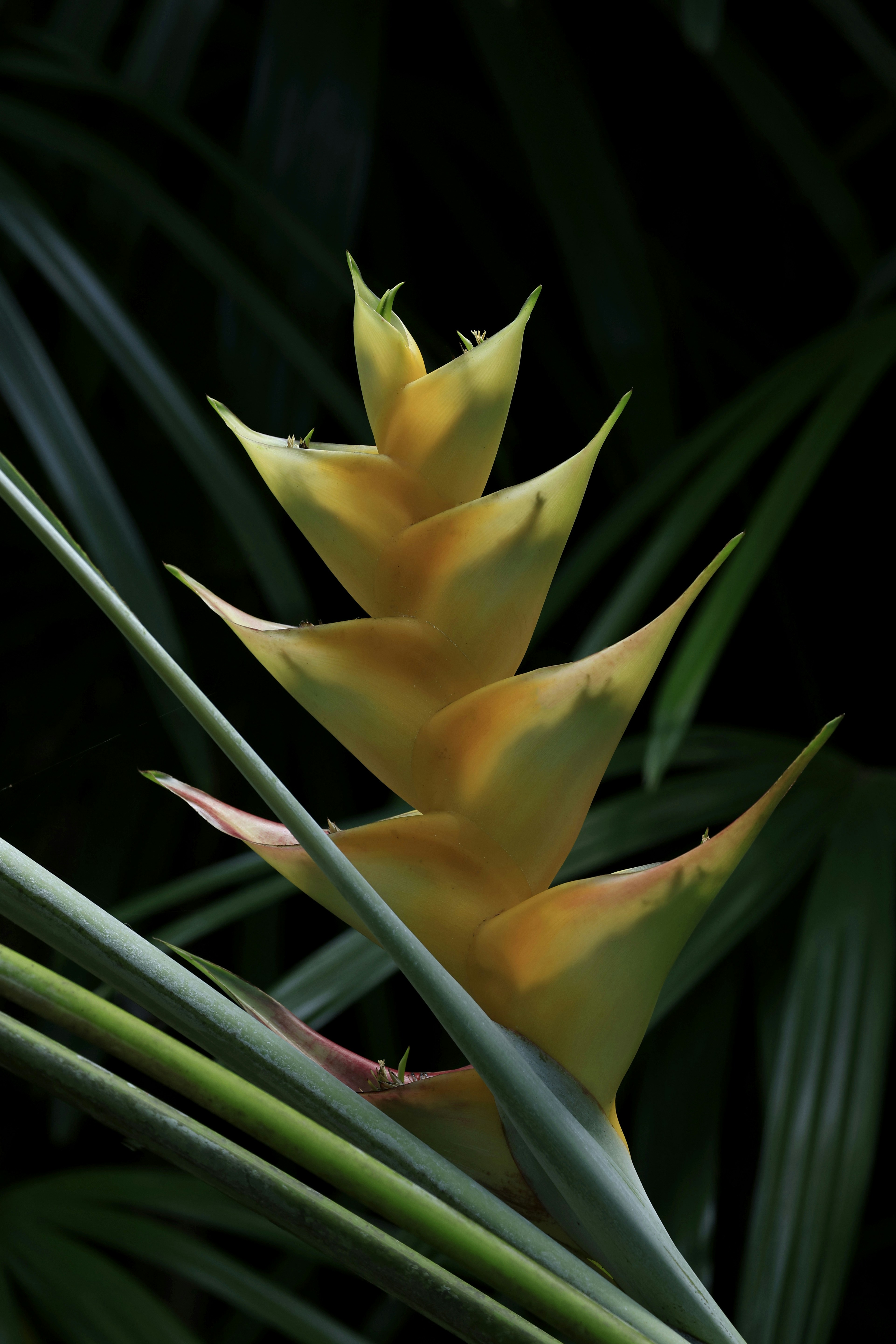 Golden Helix: Heliconia Crest Rising from Shadows