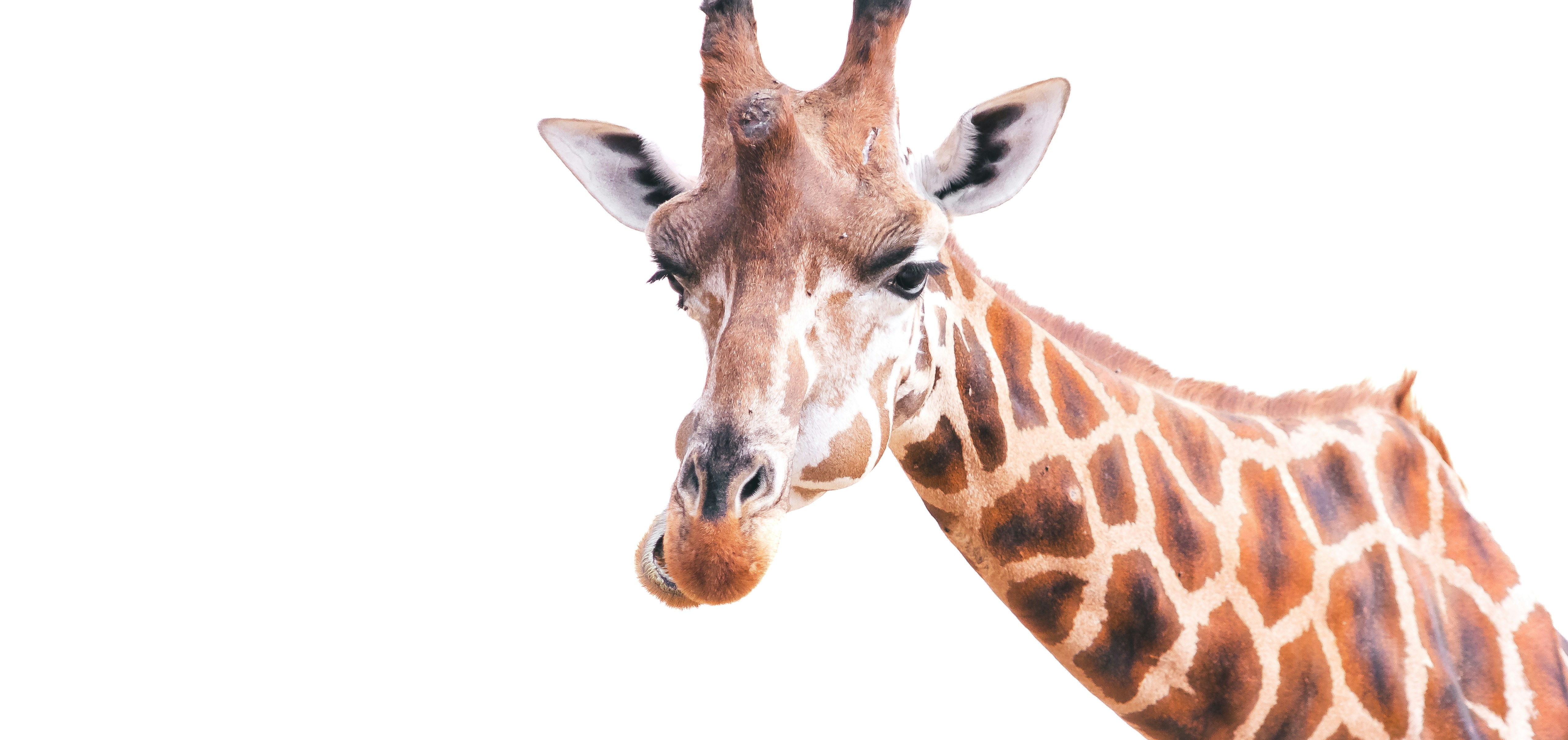 Quiet Gaze on White: A Minimalist Giraffe Portrait