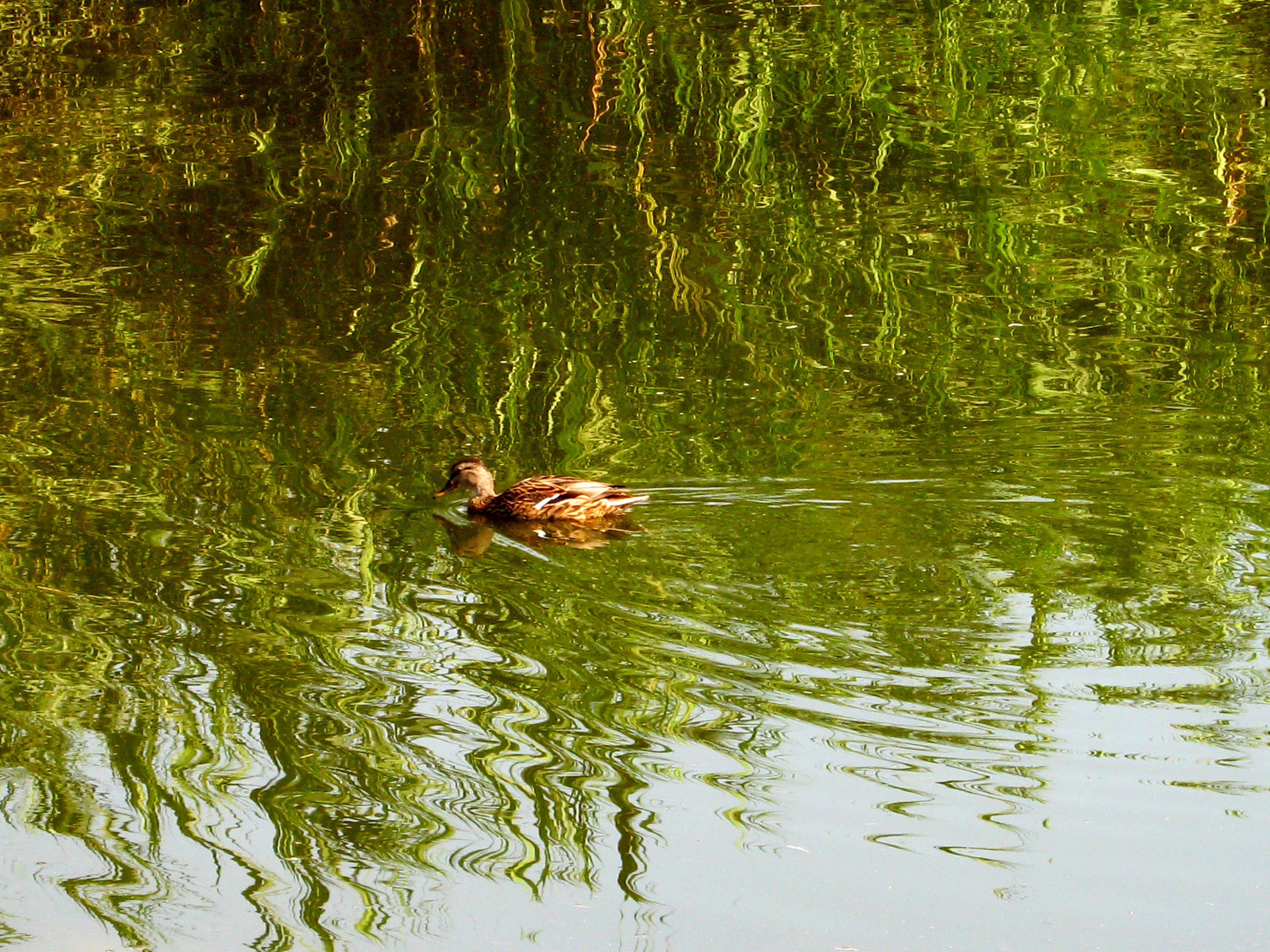 Mallard glides across calm green water, creating ripples and reflections of surrounding foliage.