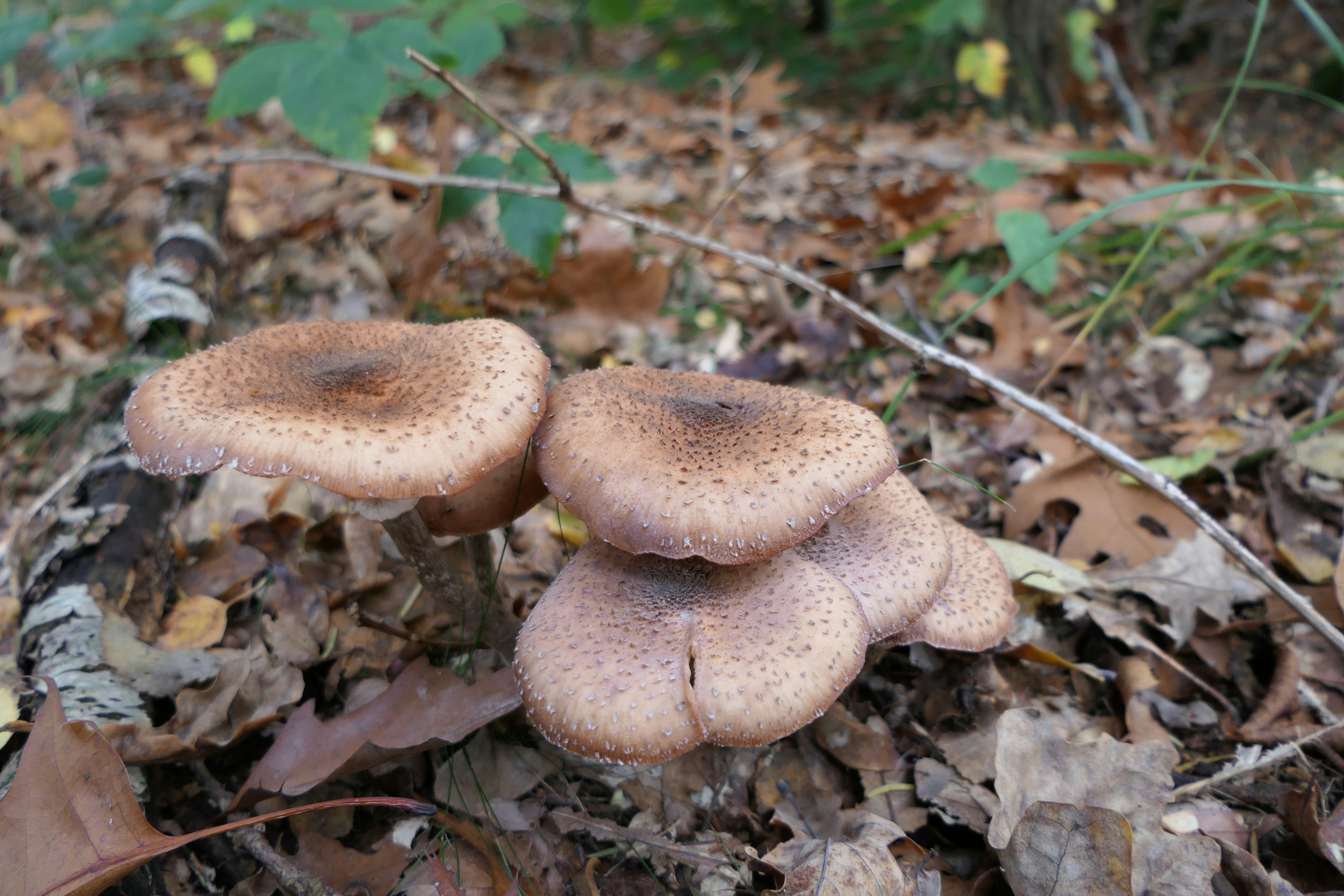 A small cluster of brown mushrooms rises from a leaf-littered forest floor. Scattered autumn leaves and twigs add texture to the subdued woodland scene.