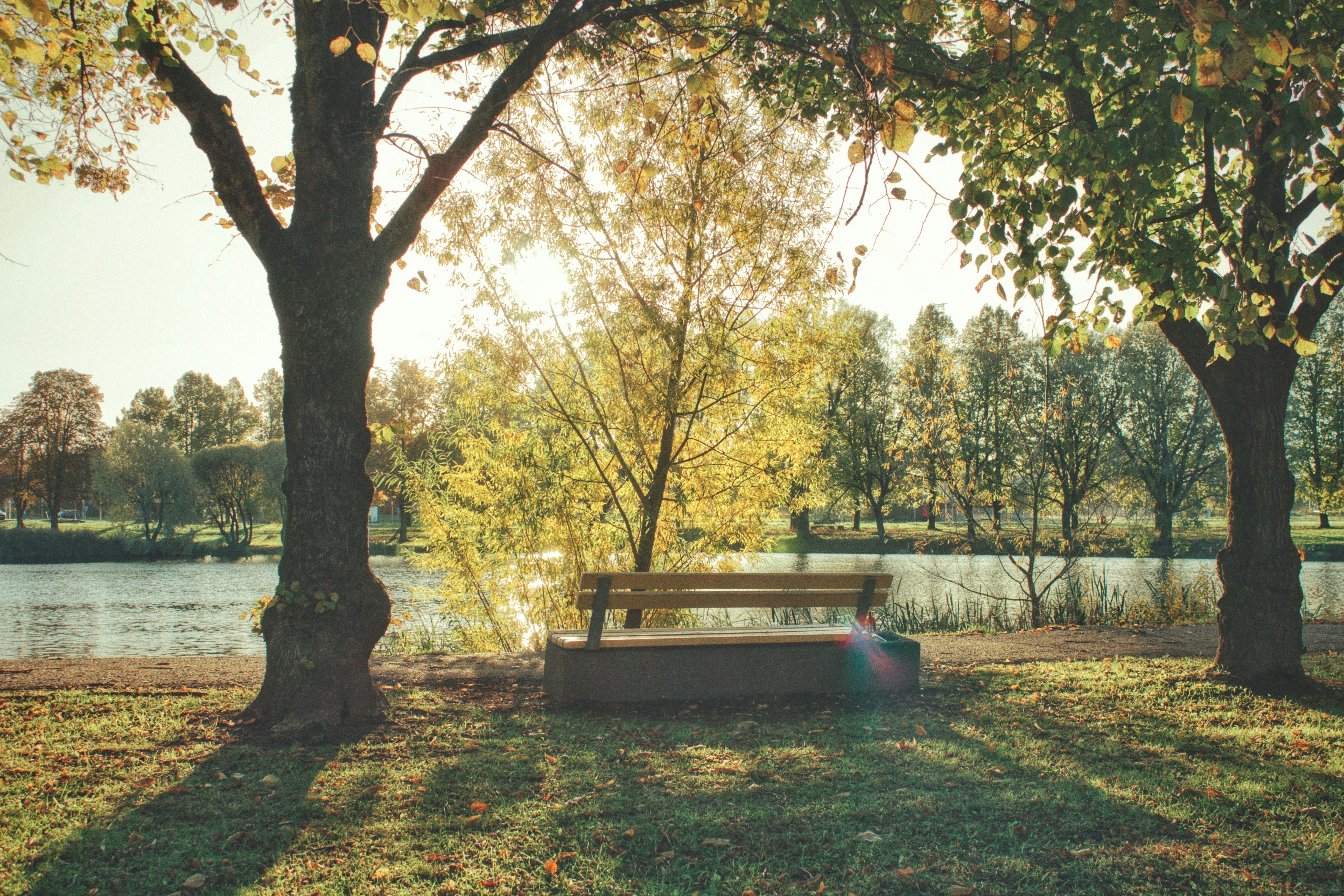 A park bench sitting next to a lake surrounded by trees photo – Free ...