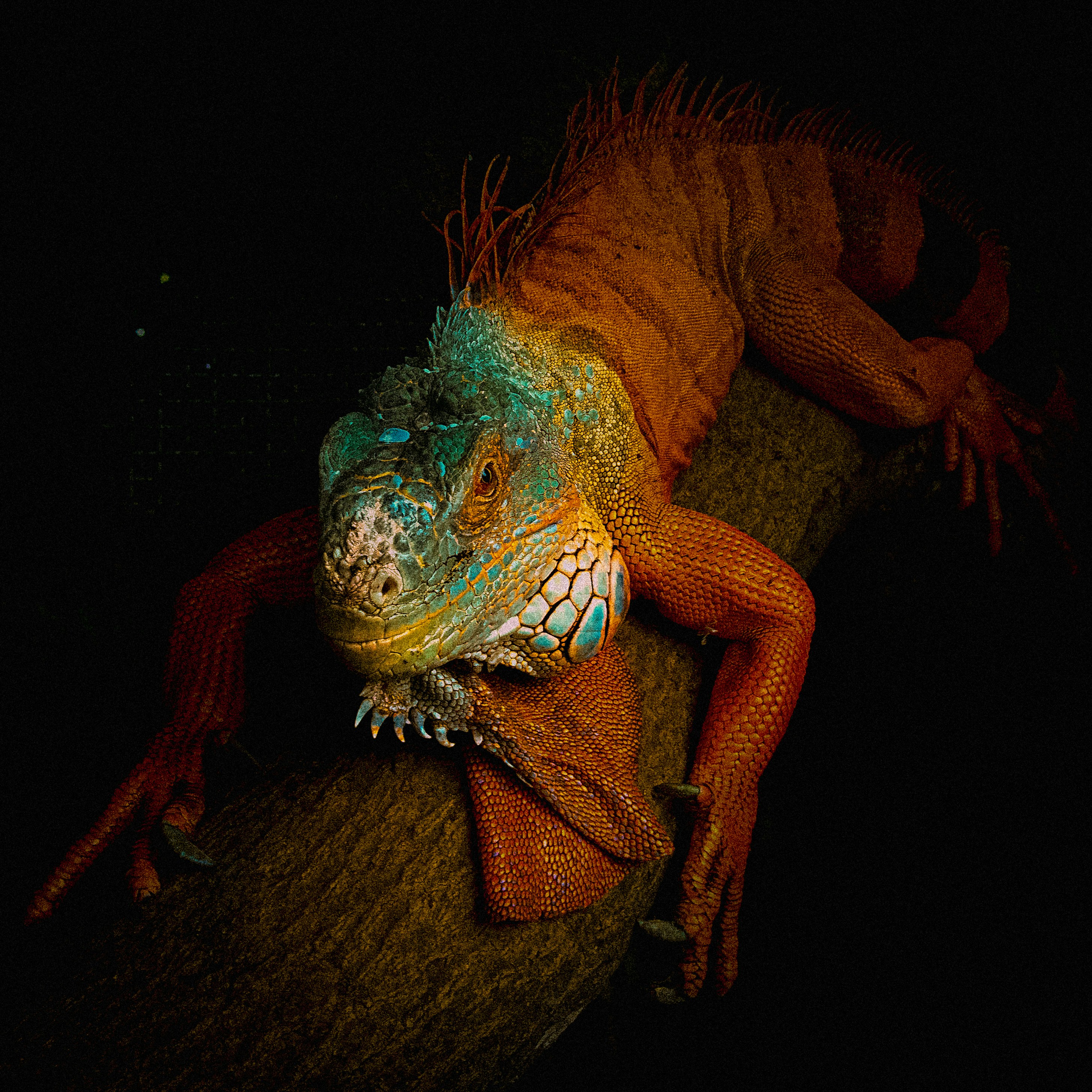 "High above the ground, an iguana finds its sanctuary on a slender branch, where it basks in the warm embrace of the sun's rays. Its textured, reptilian skin is a symphony of earthy tones, a testament to the artistry of nature. The iguana's sharp, observant eyes seem to survey its surroundings, capturing a moment of quiet contemplation amidst the branches. This enchanting reptile is a living testament to the wonders of the natural world, where form and function blend seamlessly