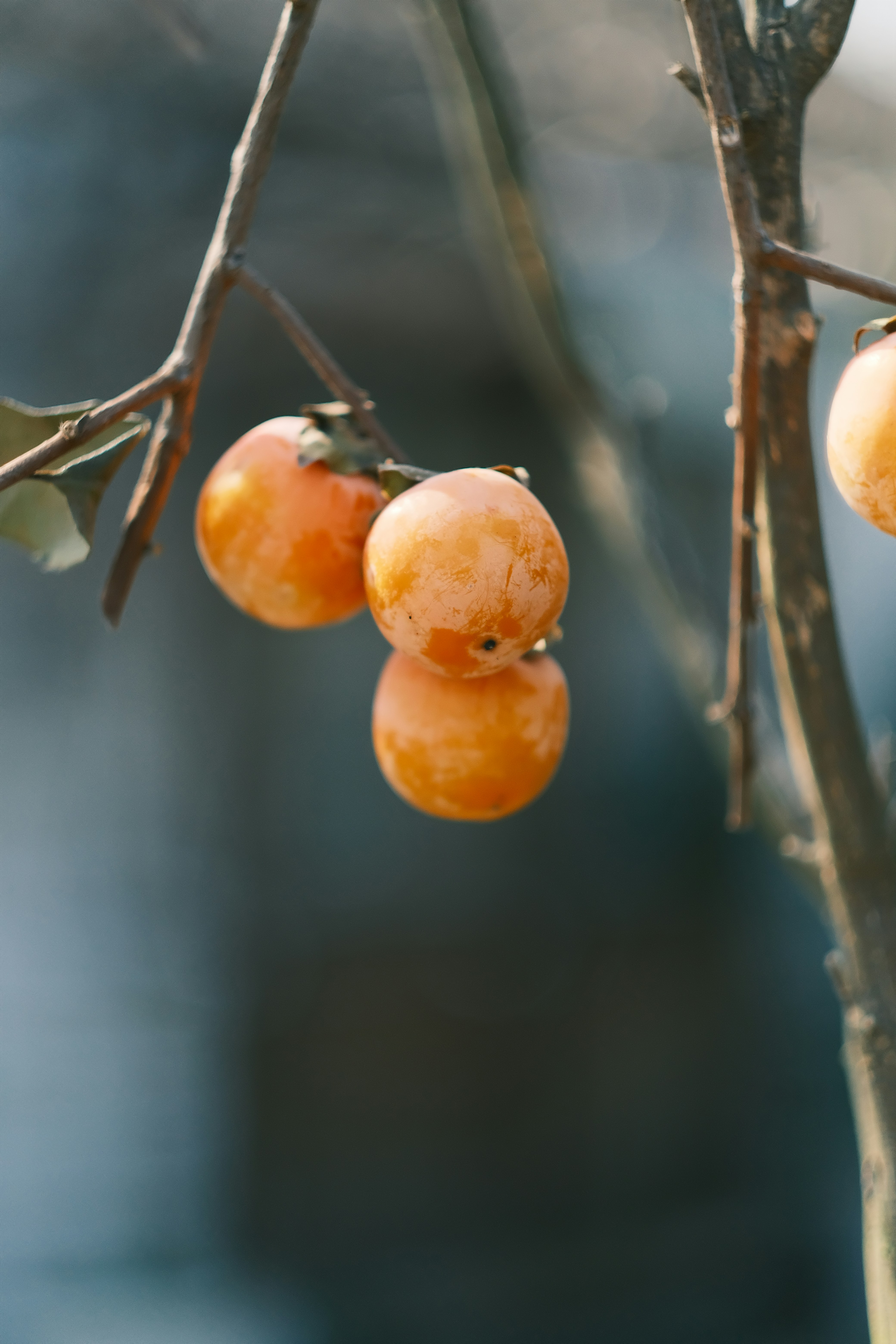 Muted orange berries cling to a bare branch, with a creamy bokeh backdrop