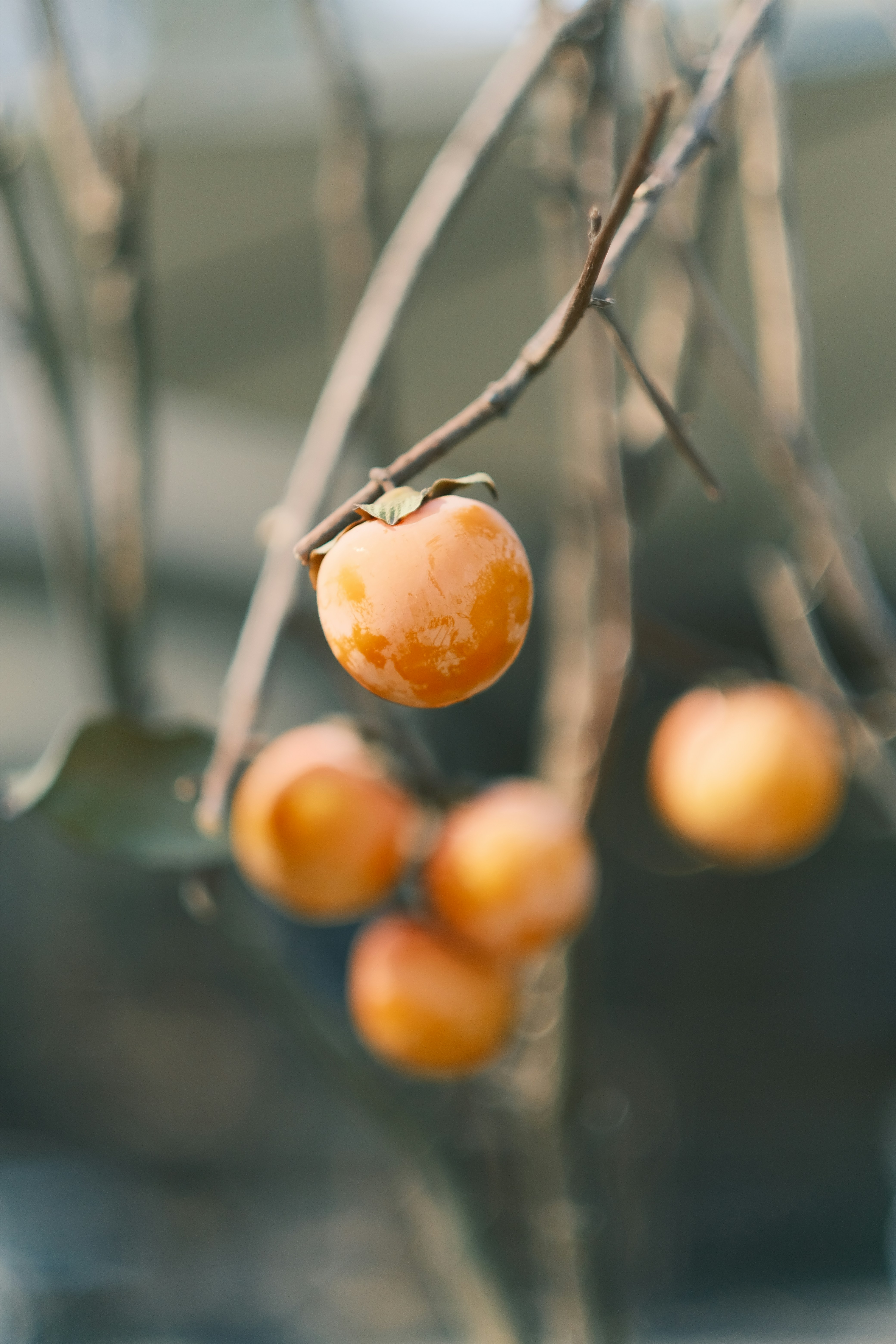 Harvested Gems: The Art of Persimmon