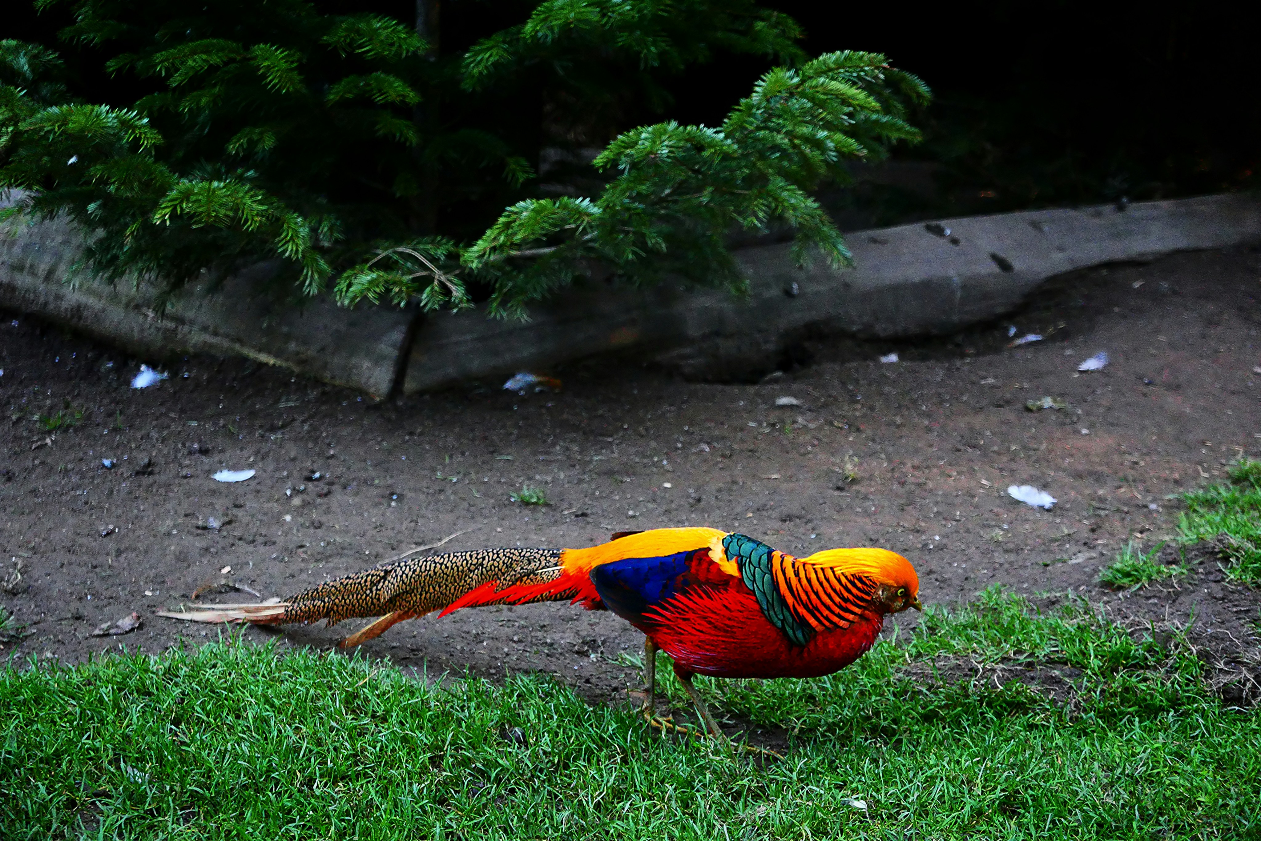 Vivid Lorikeet on a Quiet Patch: Color Burst in a Garden