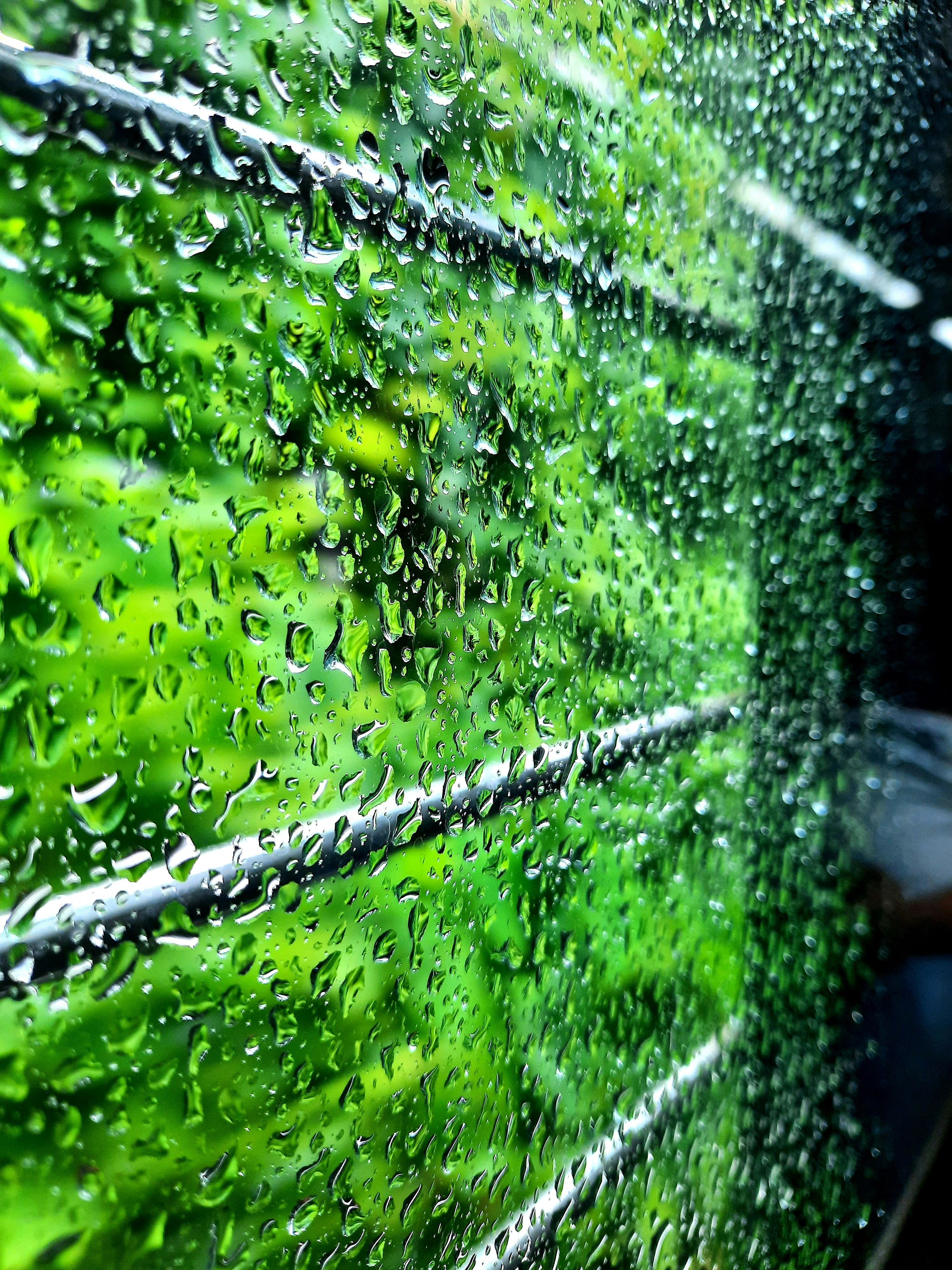 Green Veil: Rain-Dusted Glass with Reflections