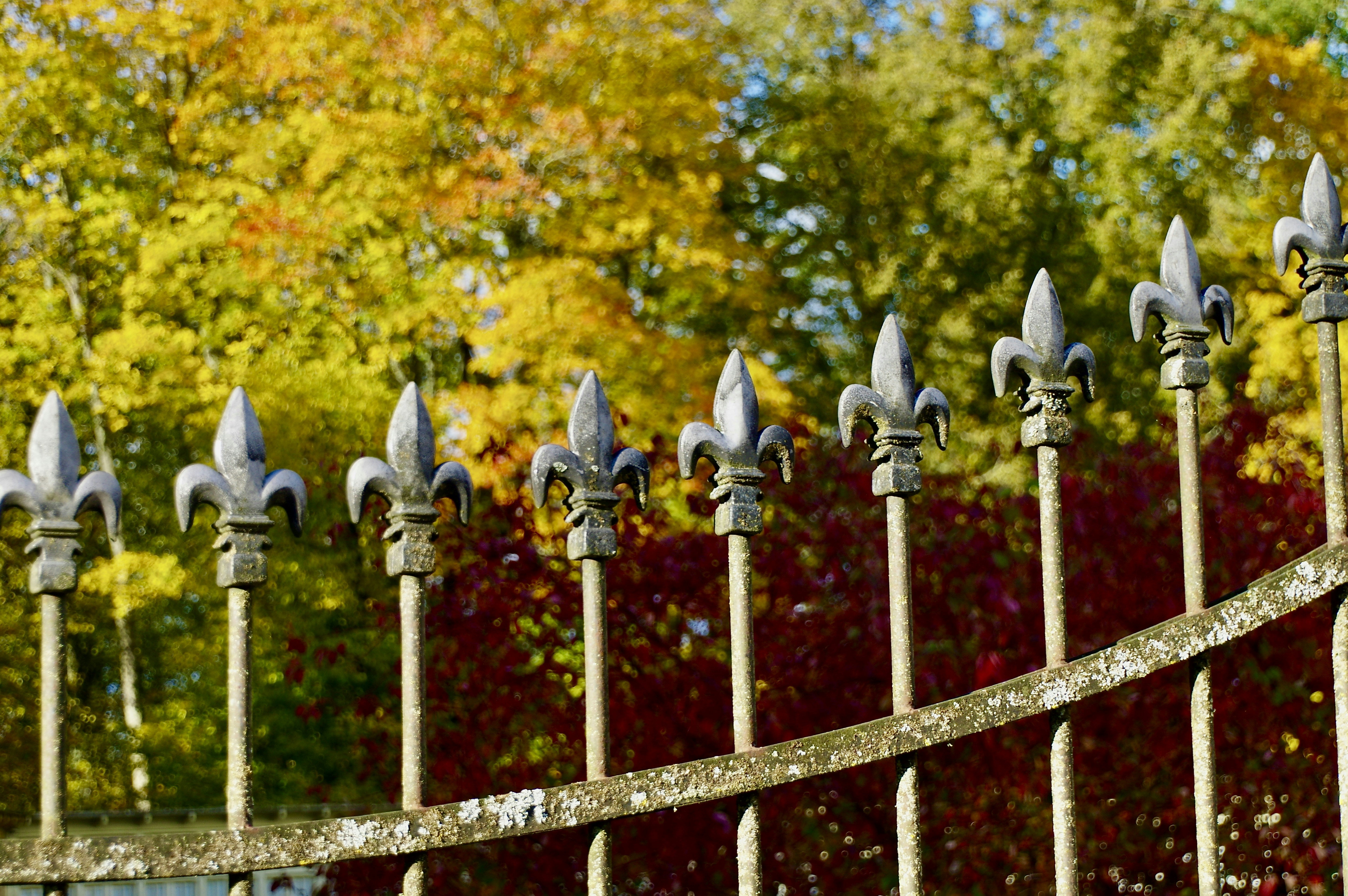 Autumn Spires: A Curved Fence Framing a Palette of Fall Colors