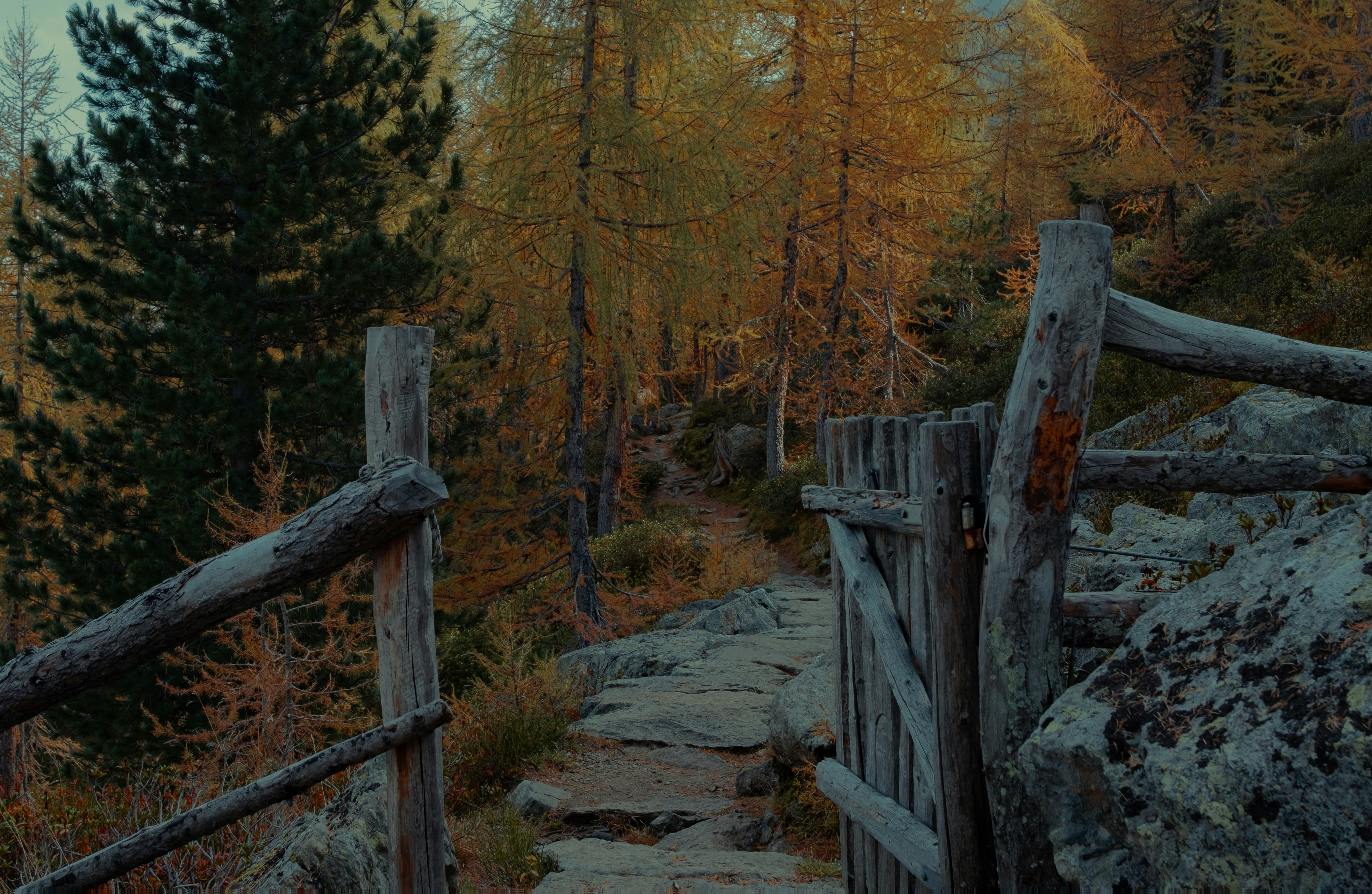 Autumn Gate: Weathered Rails Lead the Quiet Forest Path