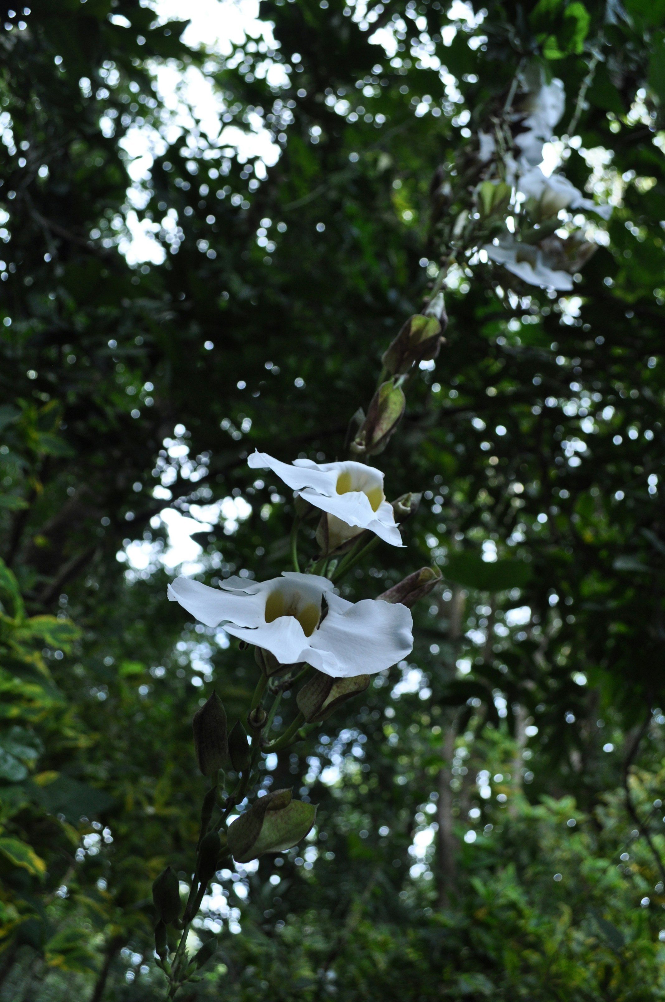 White Trumpet Blooms on a Slender Stem in Dappled Green Light