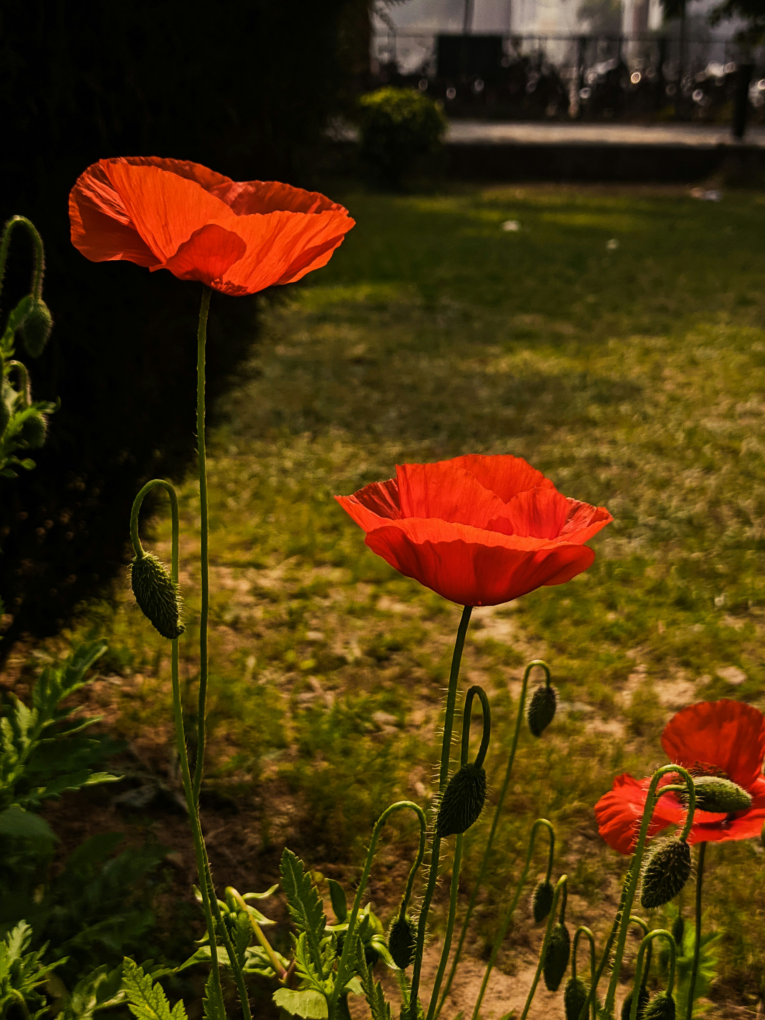 Crimson Poppies Carve a Sunlit Margin