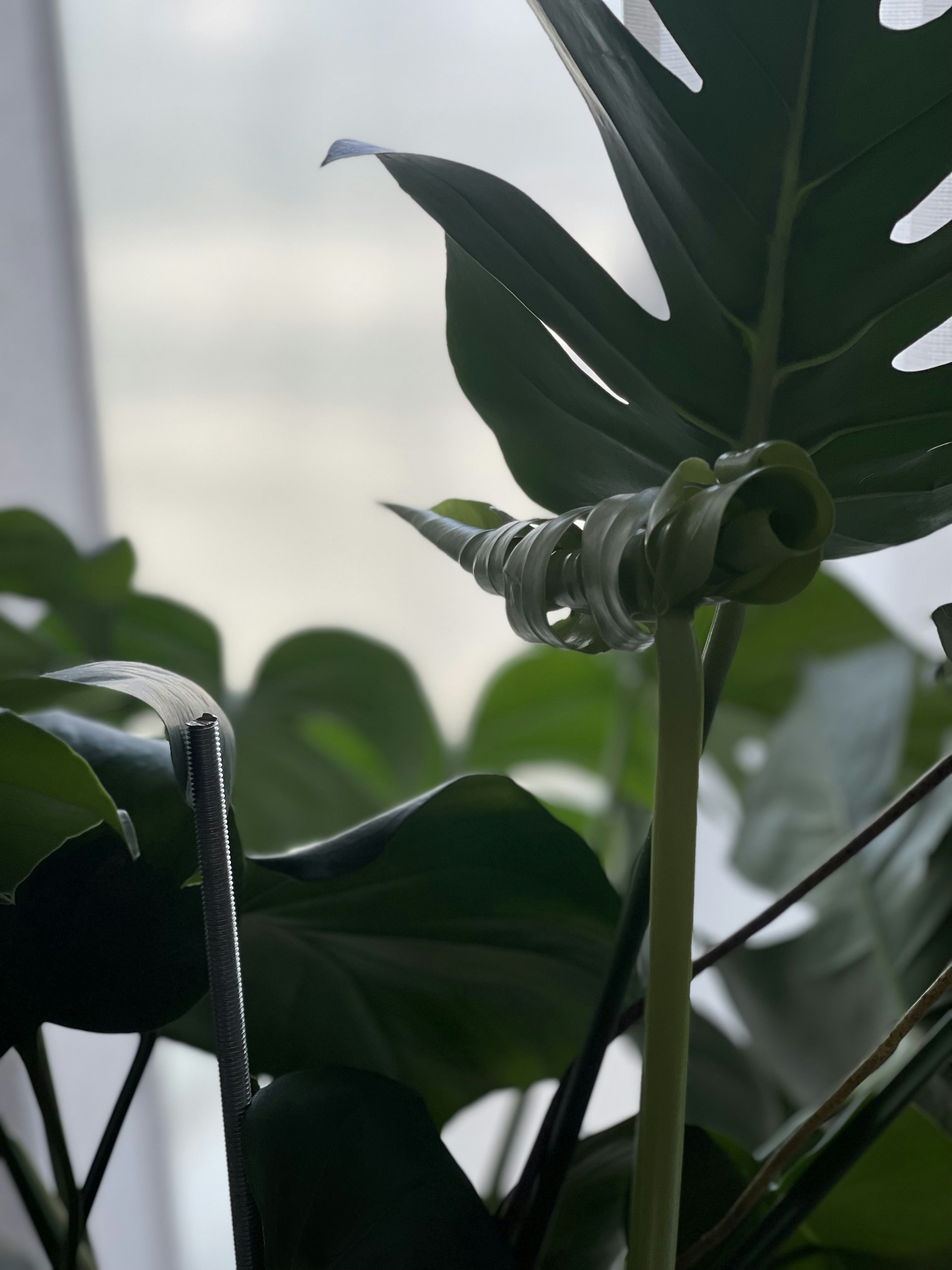 Coiled Green: A Close-Up Study of a Monstera Stem by Window Light