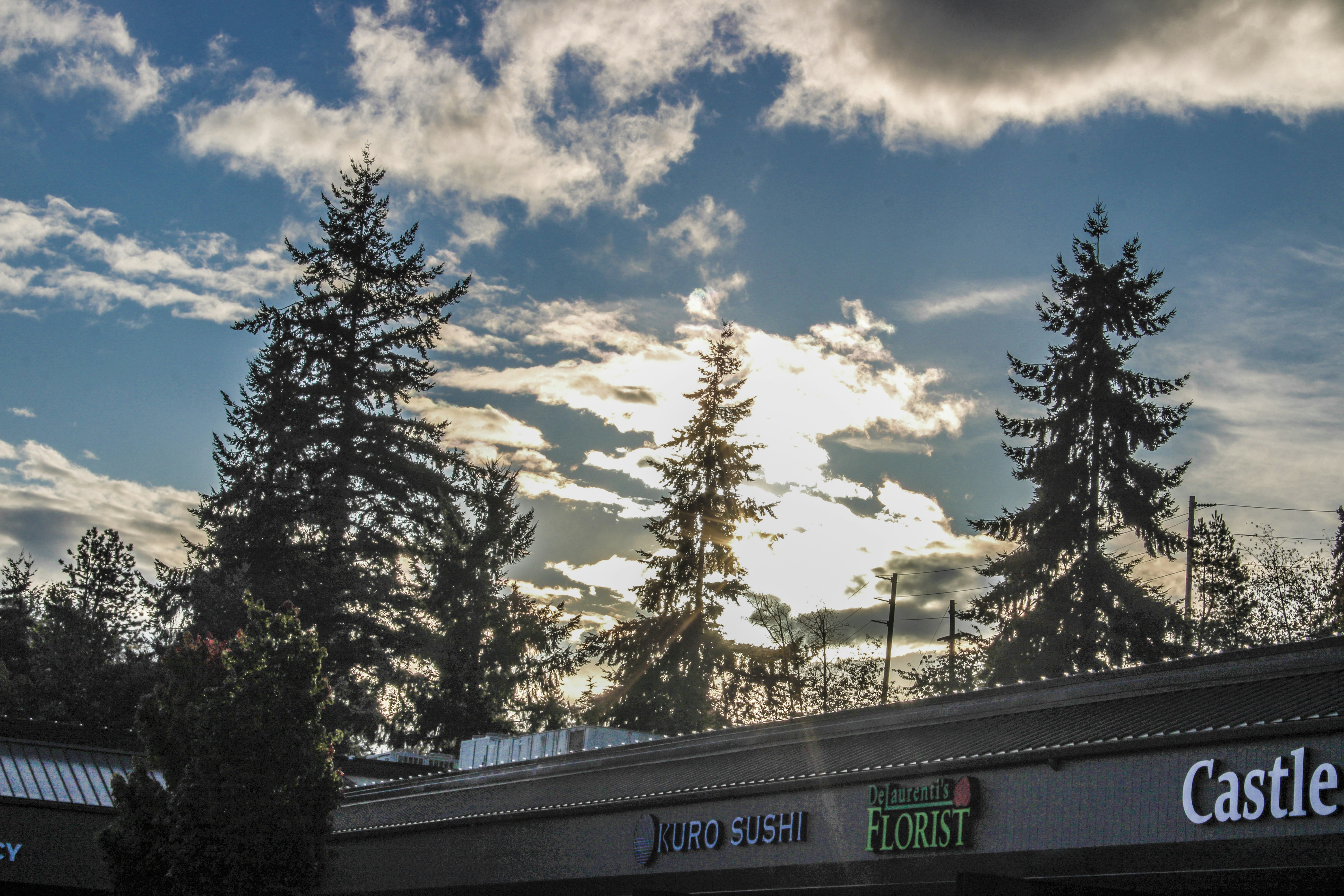 Sunrise Breaks Through Pines Over a Suburban Strip Mall