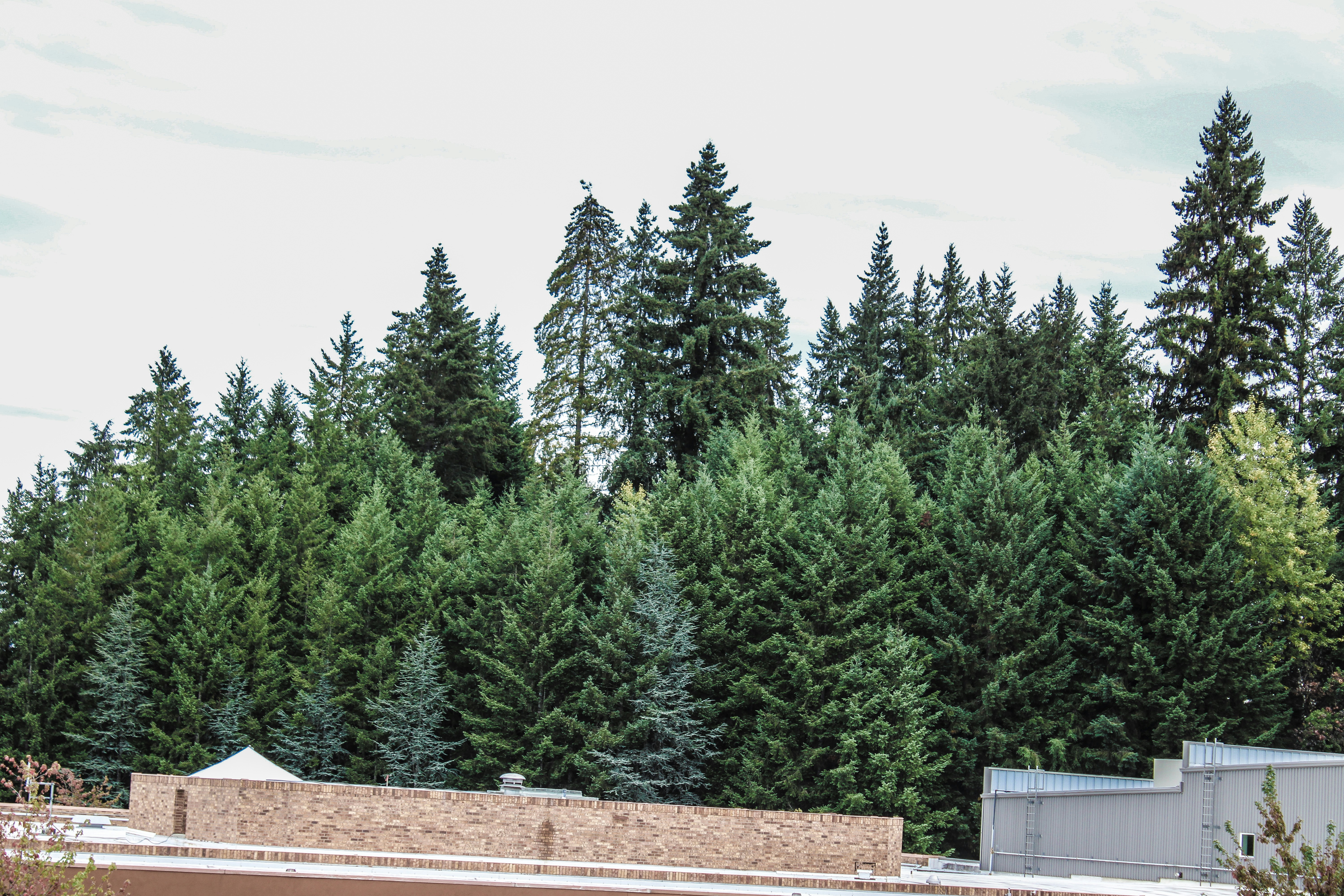 A group of trees that are next to a building photo – Free Bellevue ...