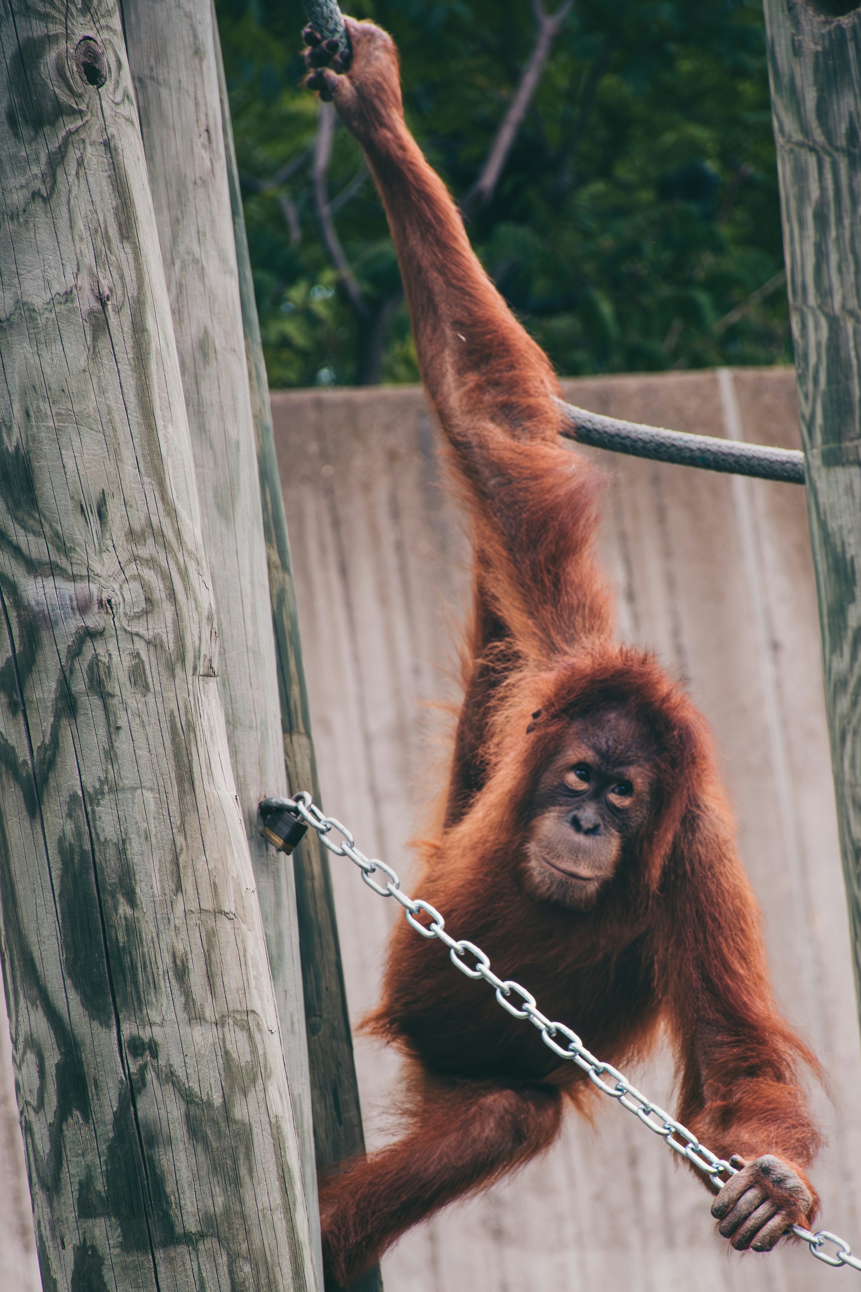 An oranguel hanging from a chain in a zoo enclosure photo – Free Usa ...