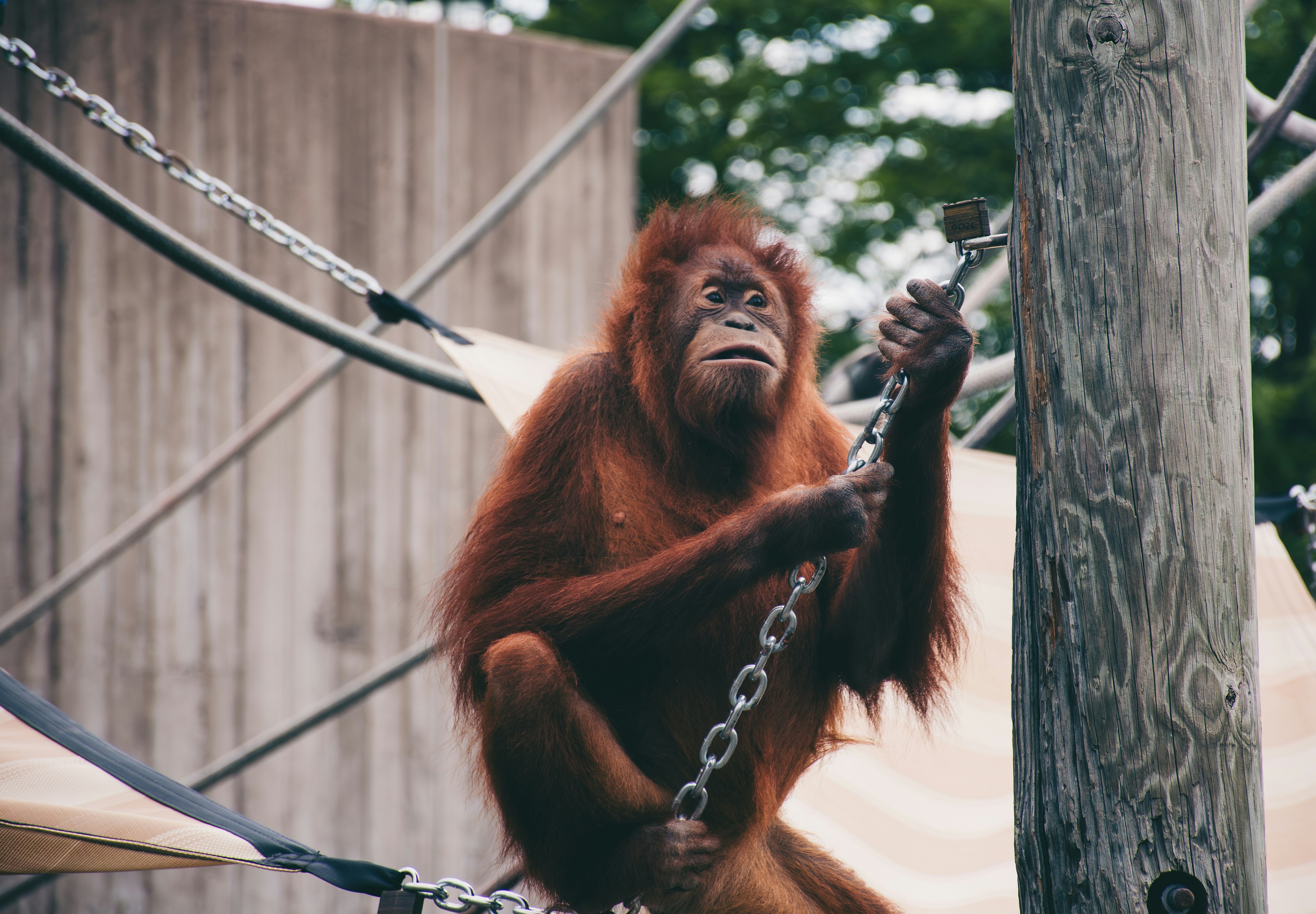 An oranguel hangs on a chain in a zoo enclosure photo – Free Animal ...