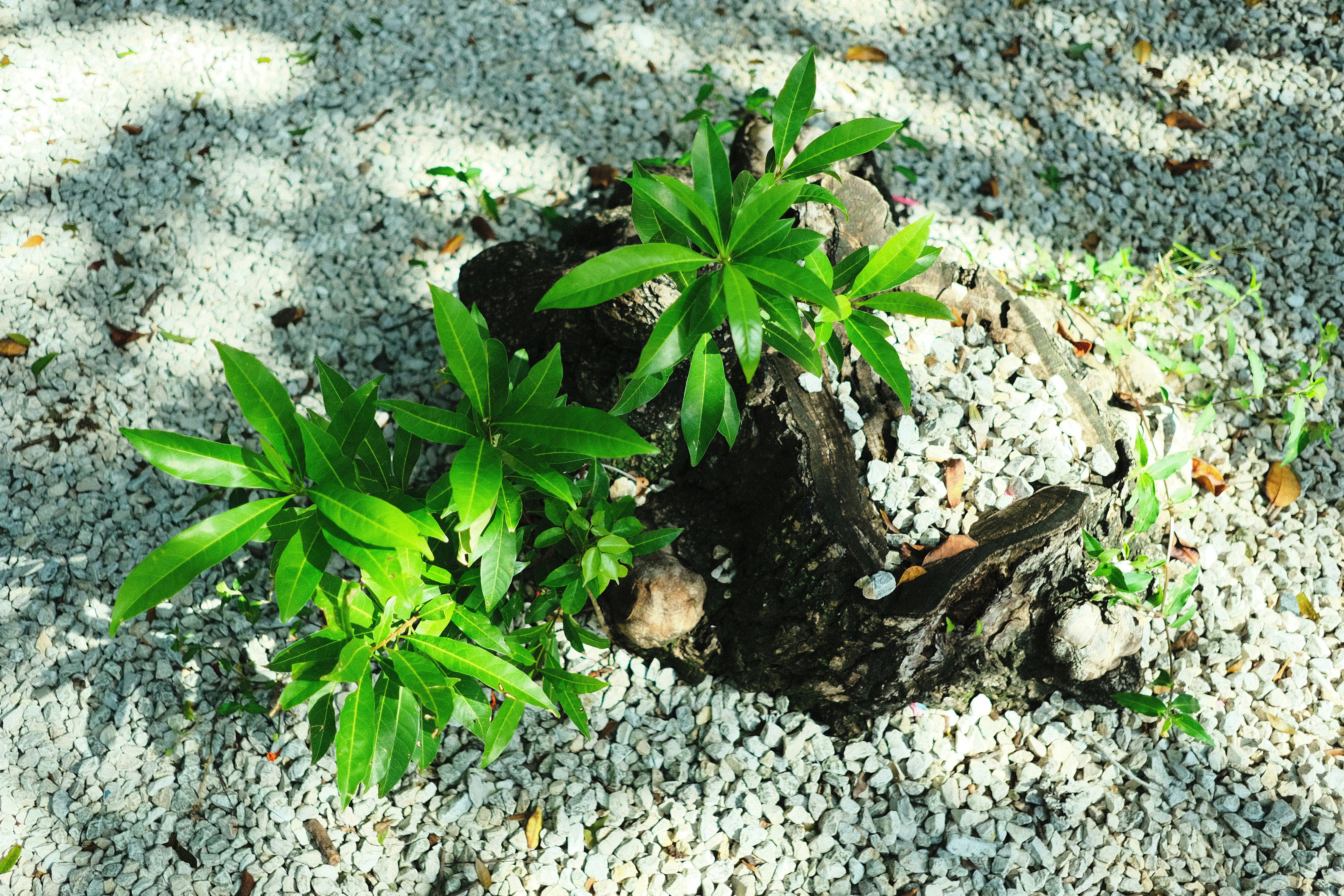 Green Resolve: Sapling Rising from a Weathered Stump Among Pebbles