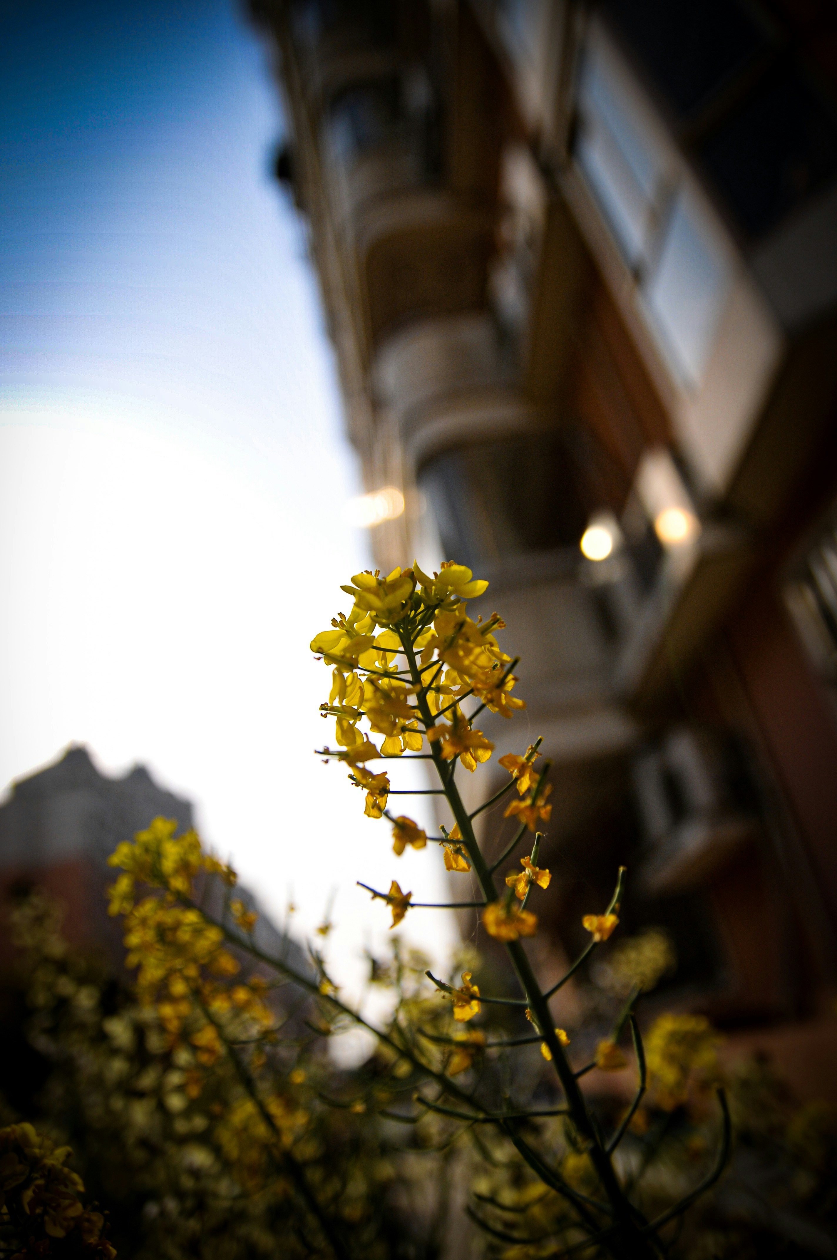Concrete Canary: A Yellow Flower Reaching Up Through the City Blur