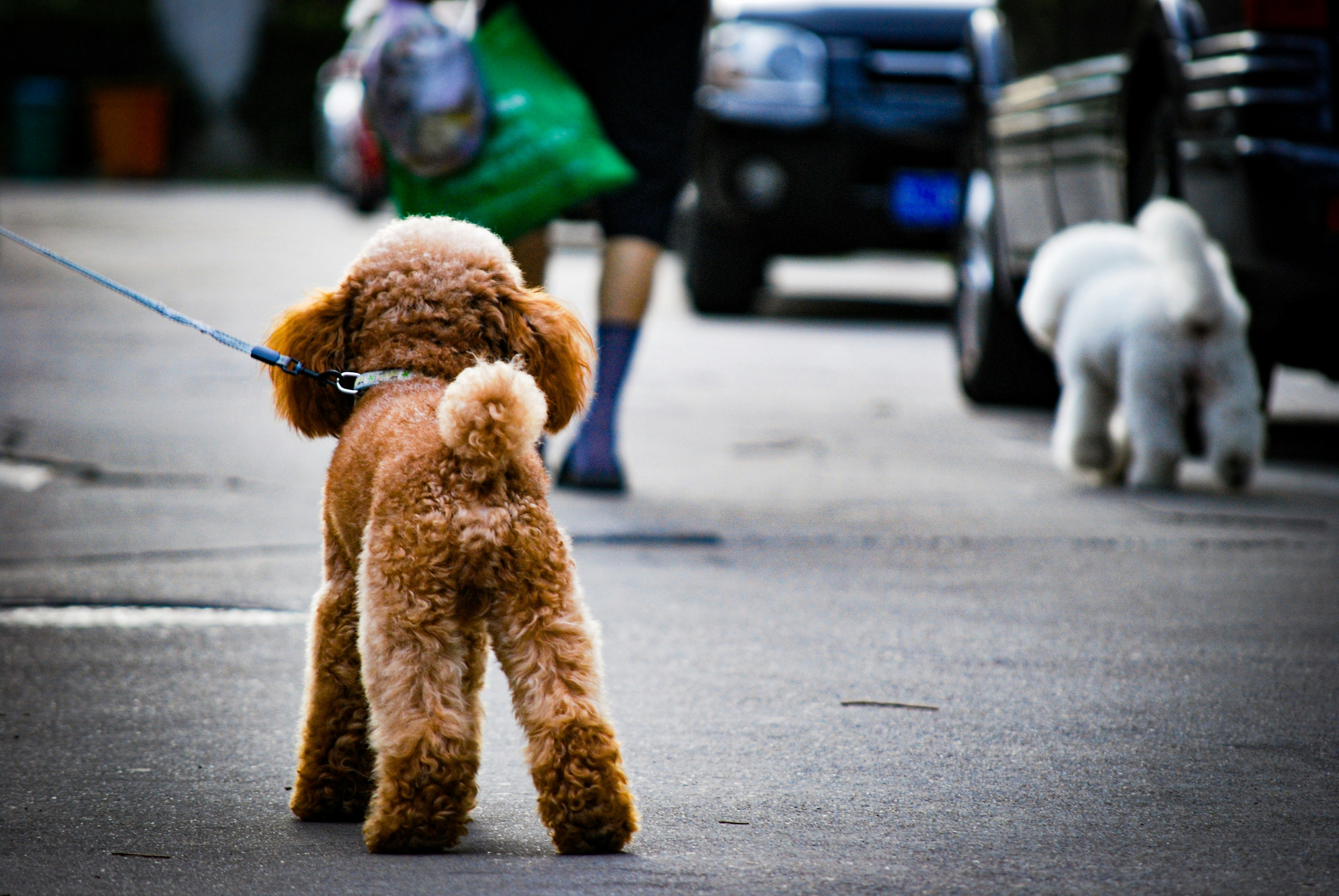 A person walking two dogs on a leash photo – Free Car Image on Unsplash