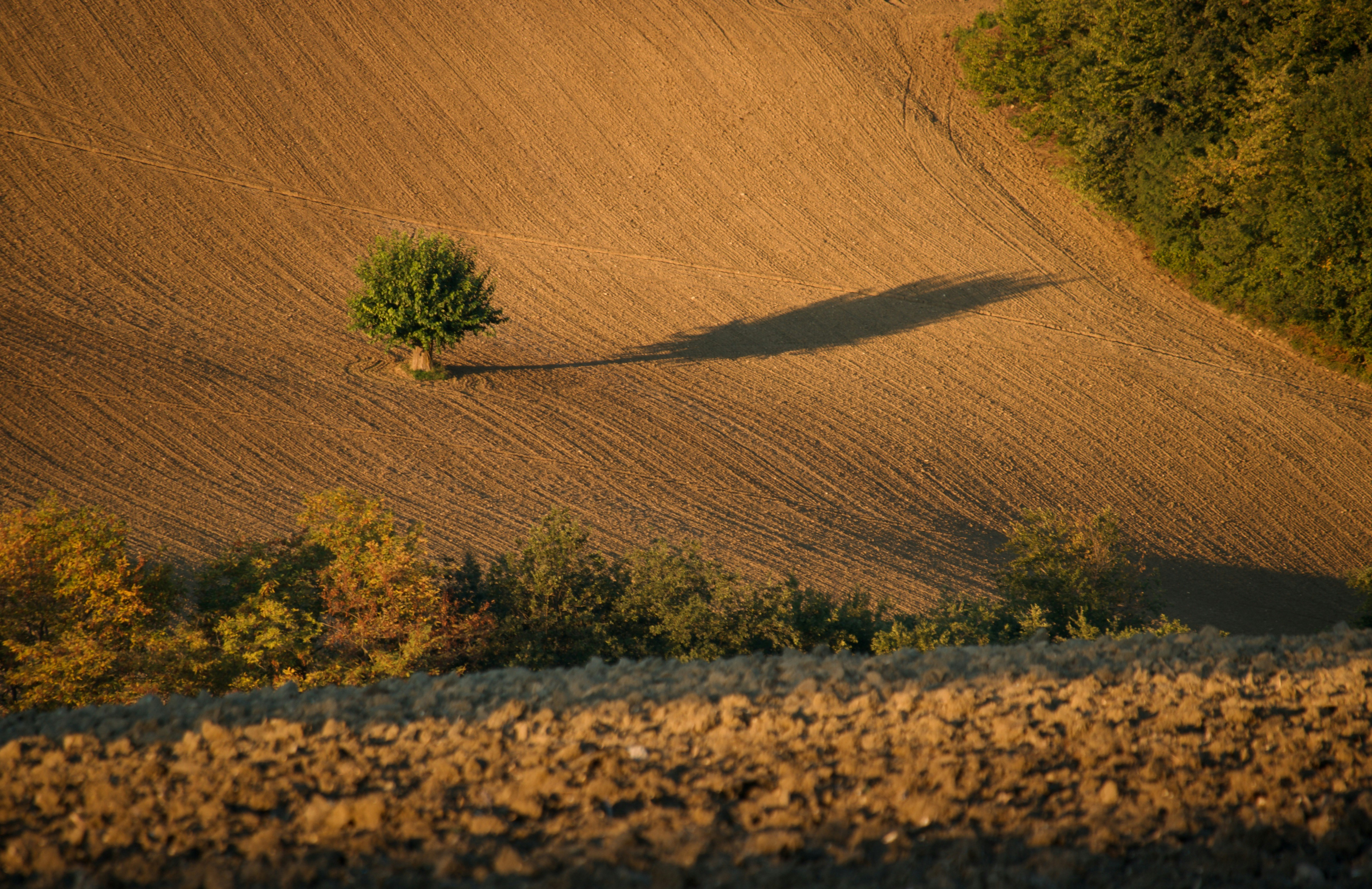 Solitary Tree on a Golden Slope