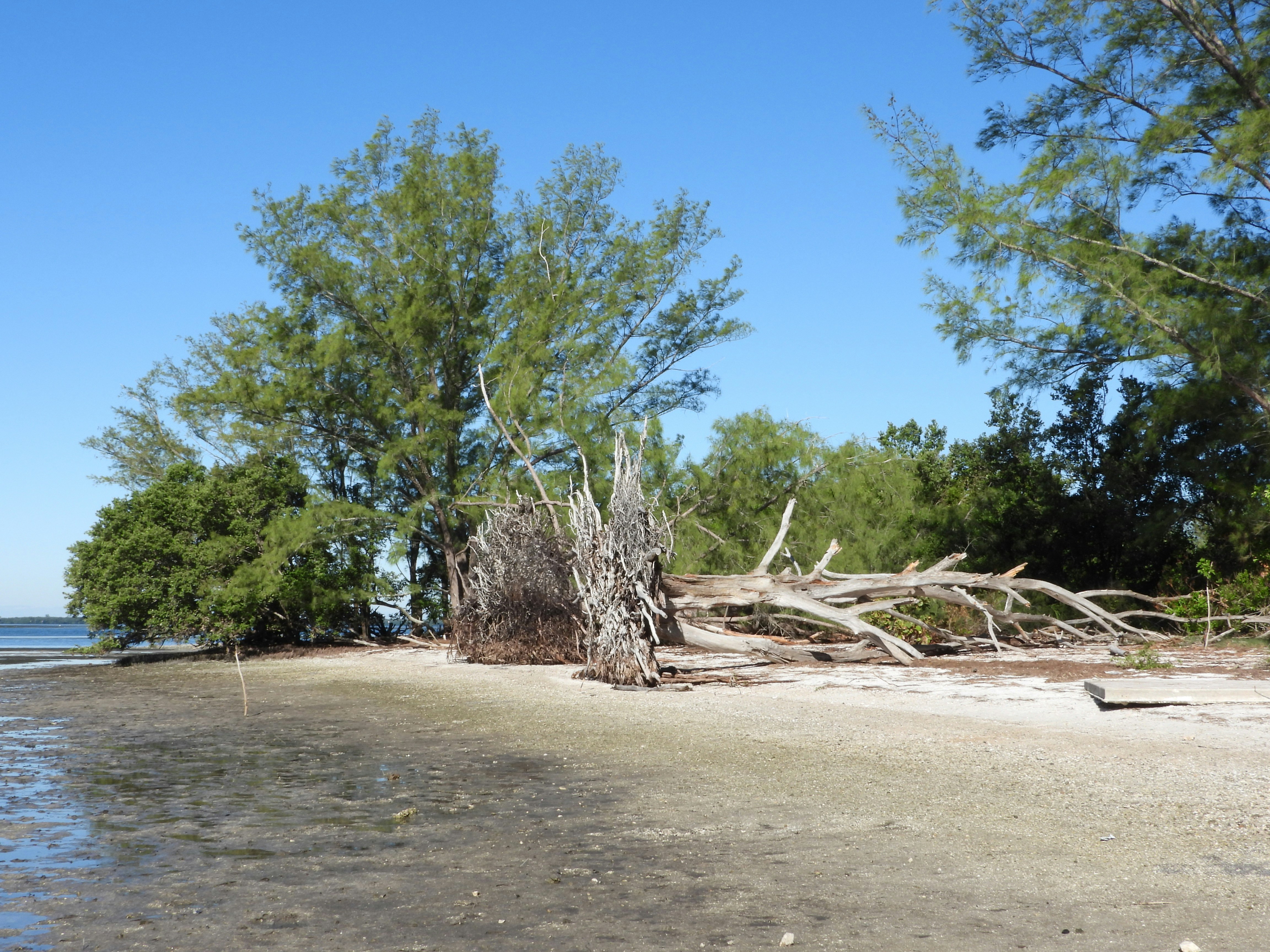 Beached Driftwood: Sunlit Tangle on a Quiet Shore