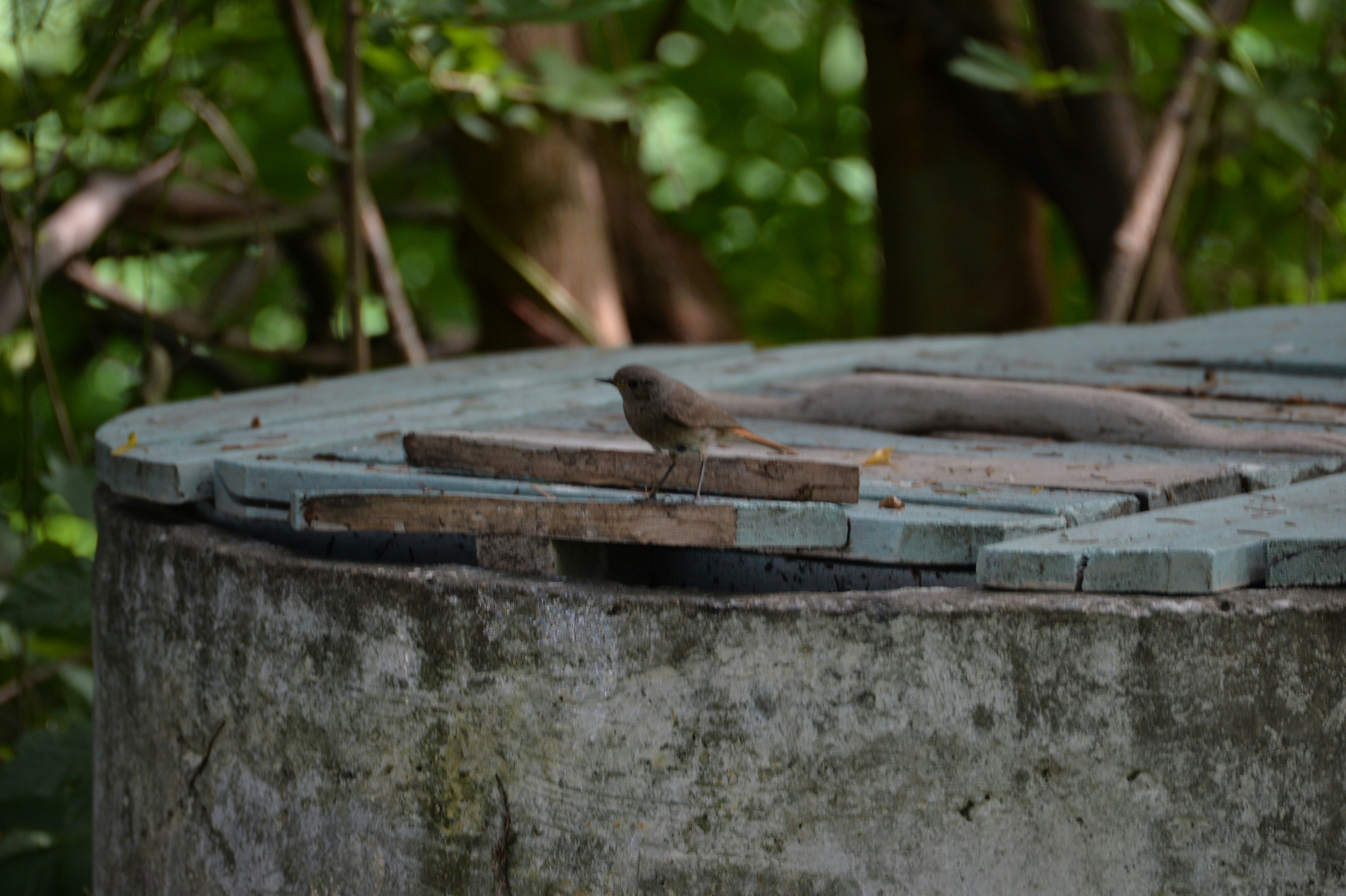 A bird sitting on top of a cement structure photo – Free Bird Image on ...