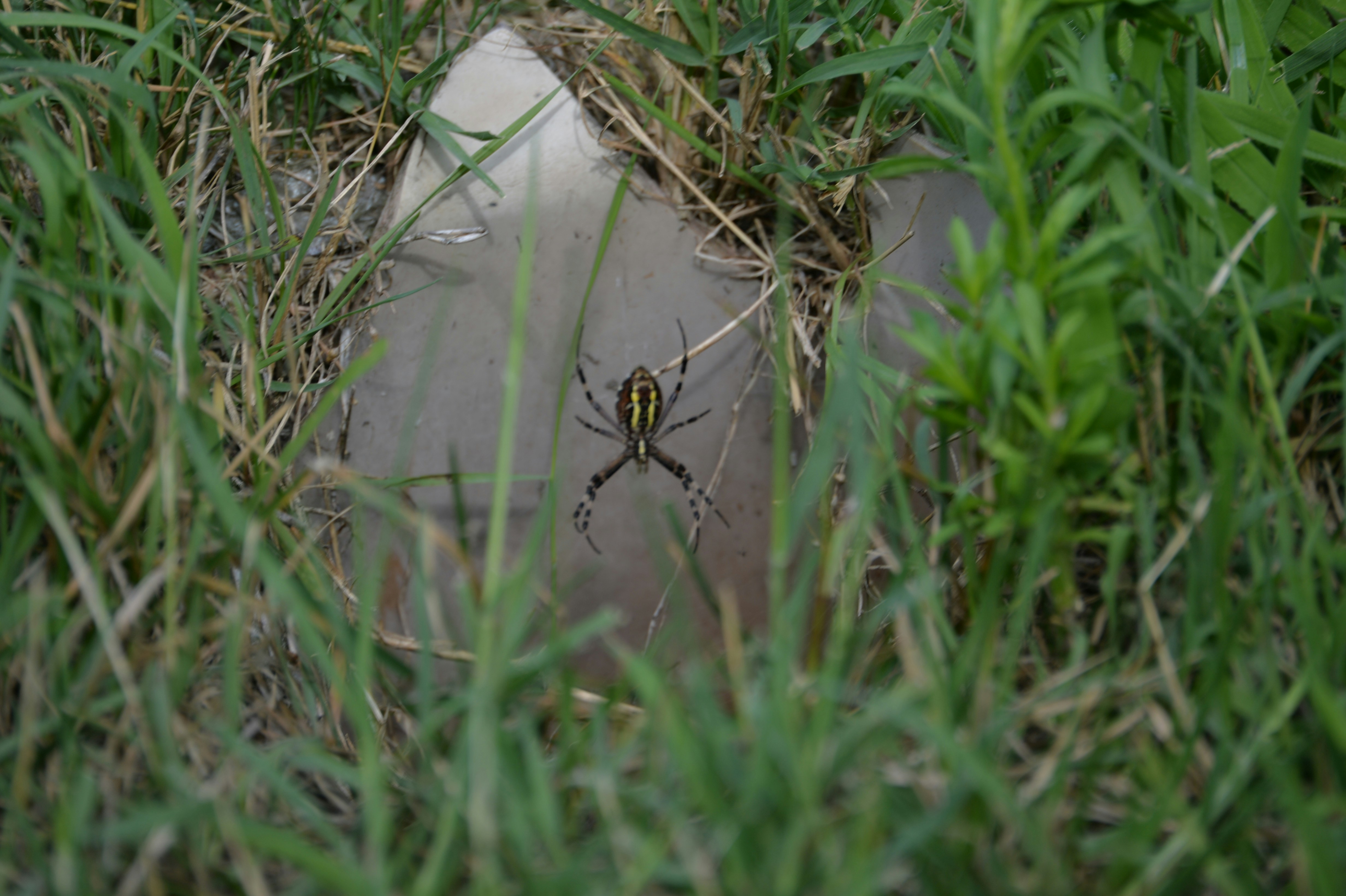 Marsh Edge Spotlight: Striped Spider on Mud
