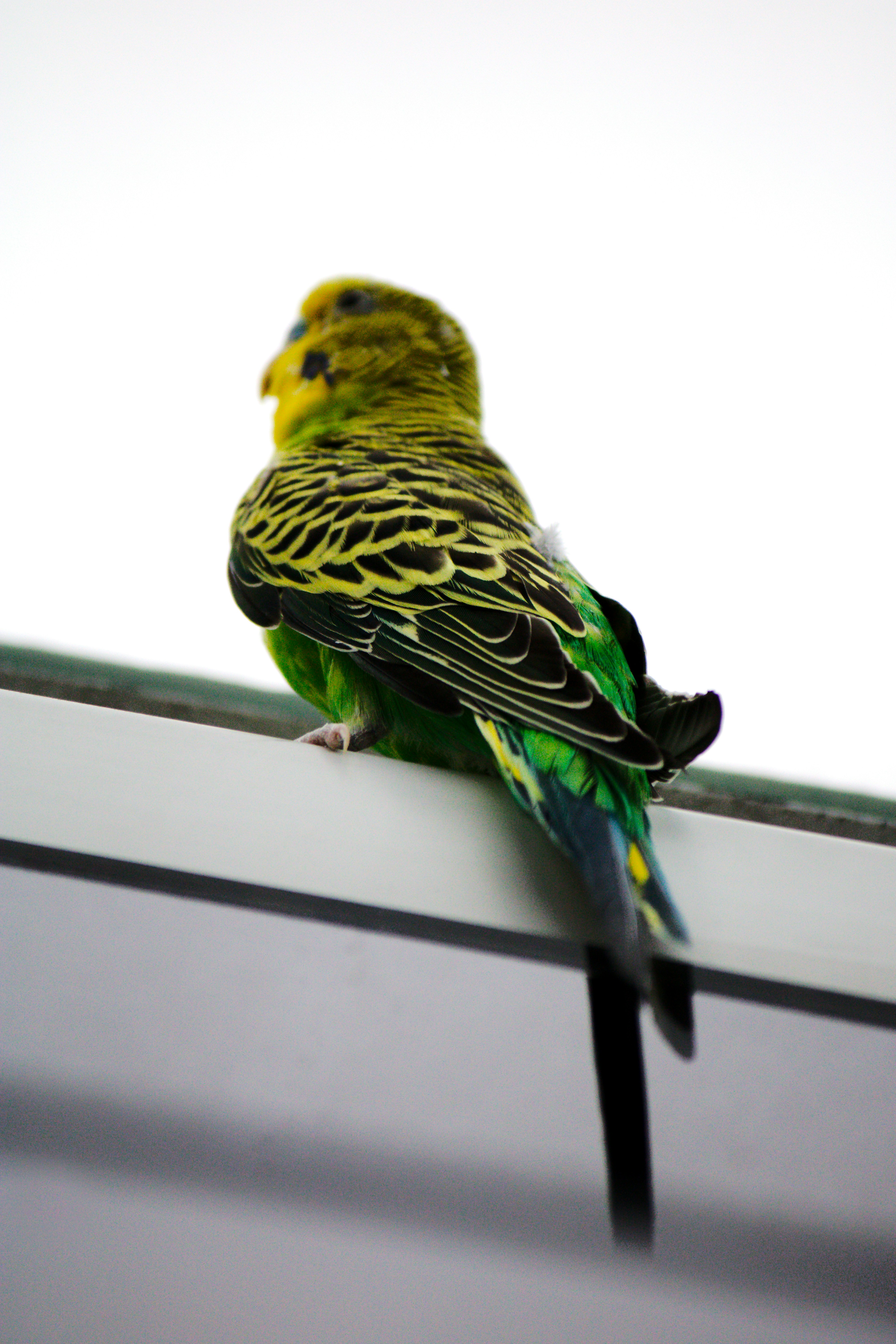 Emerald Parakeet Perched on a Rail: Close-Up of Feather Pattern