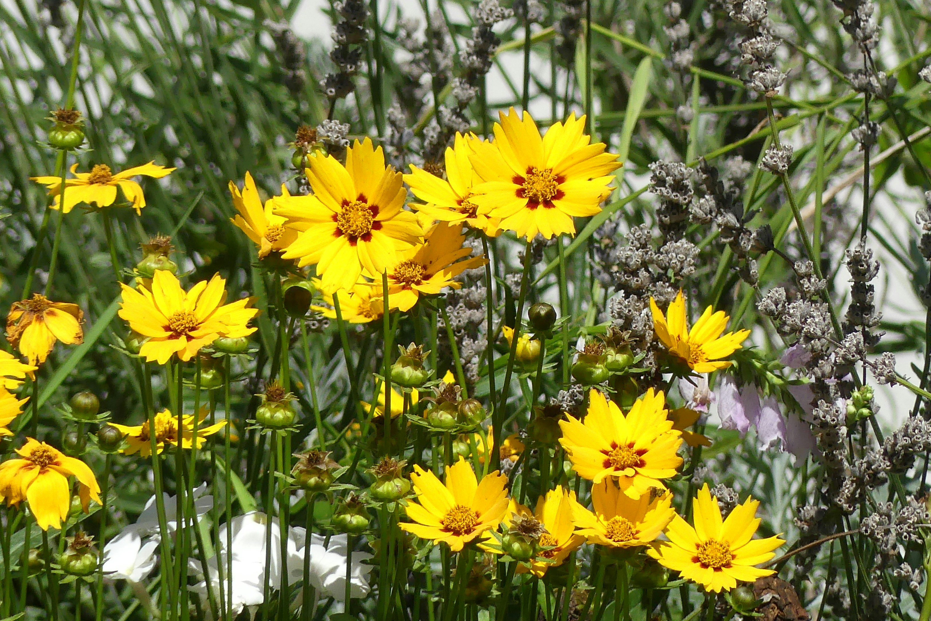 Sunlit Golden Daisies in a Quiet Garden