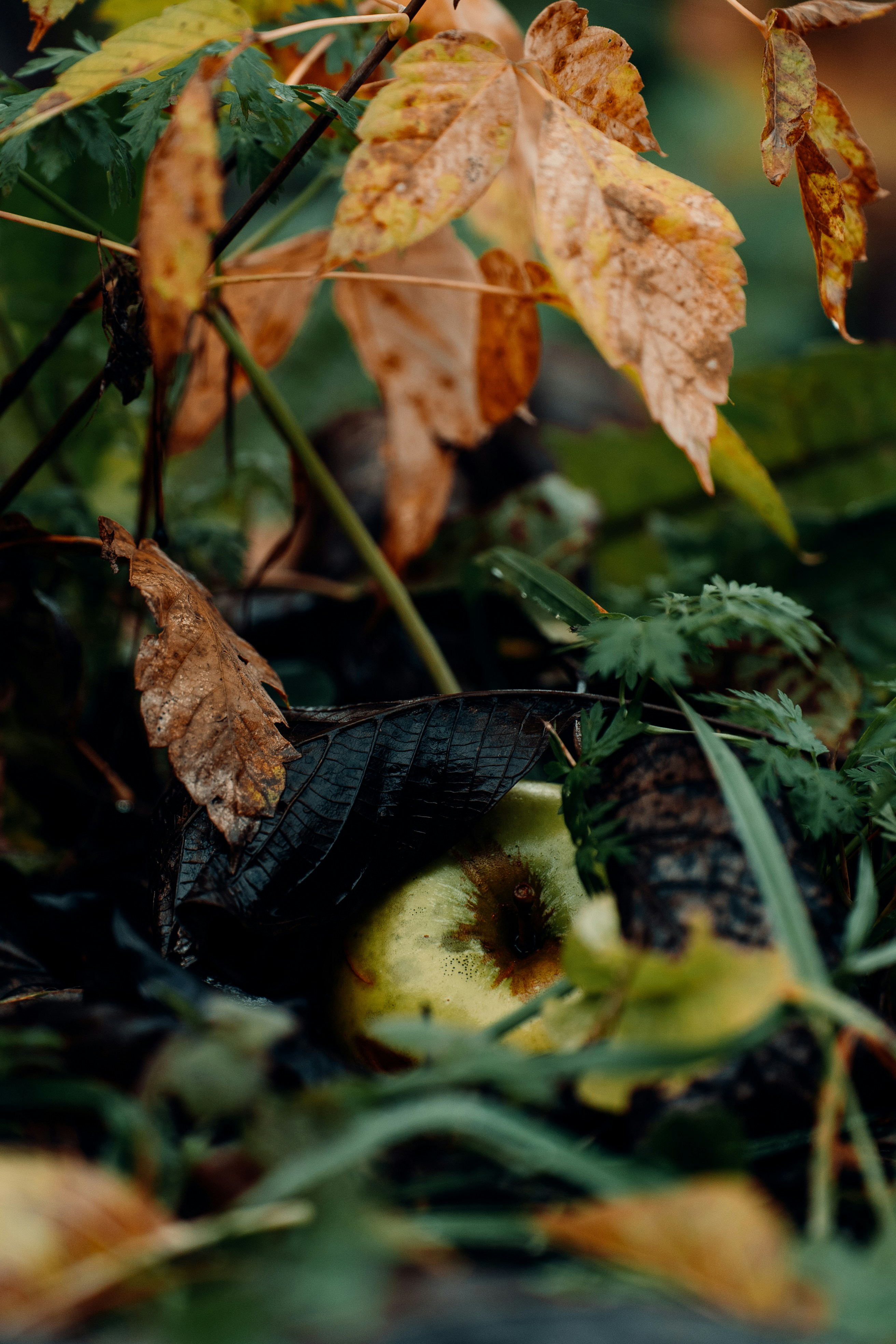 Hidden Yellow Apple Peeking Through Wilted Autumn Leaves