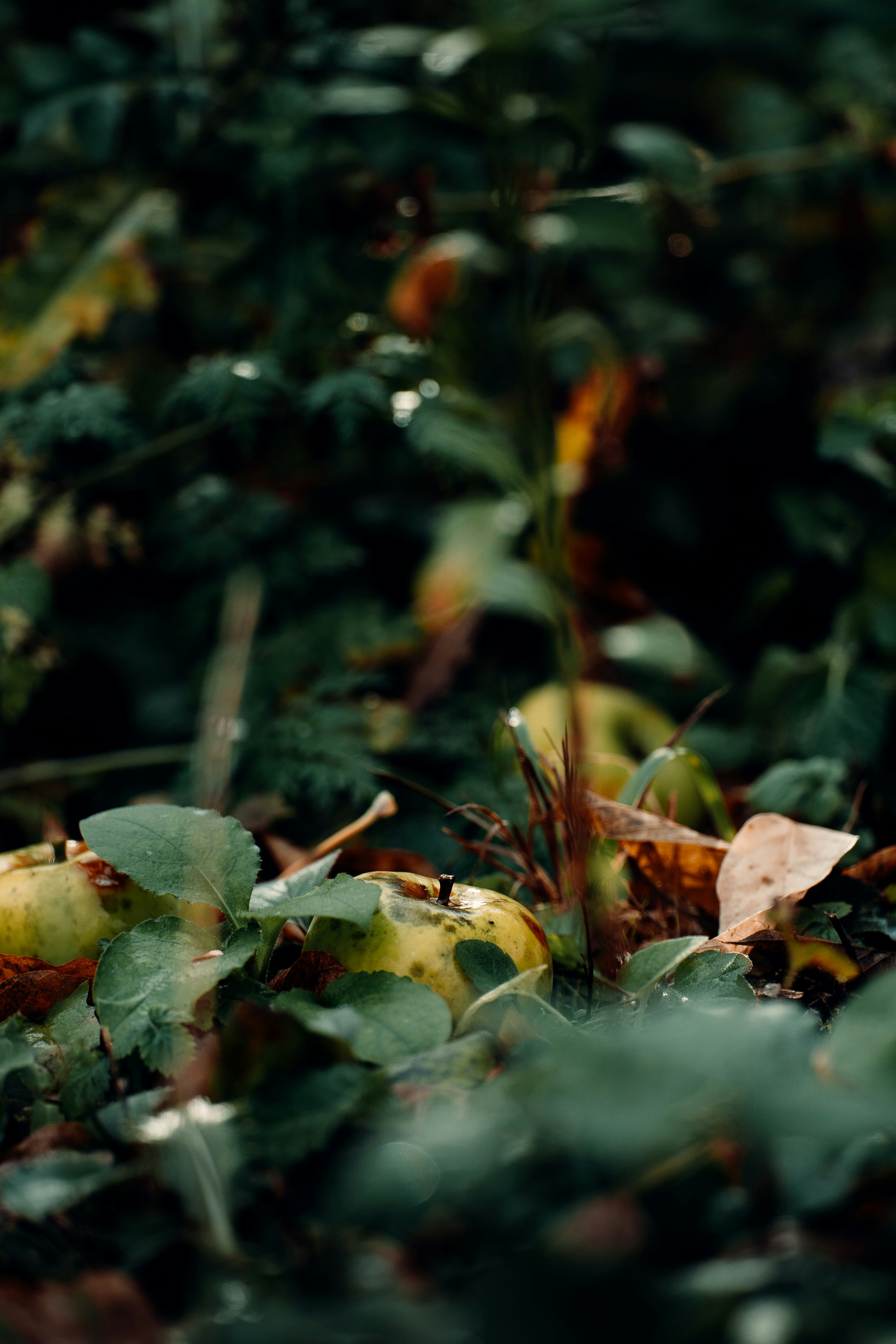 Hidden Orchard Greens: Fallen Fruit Among Dusky Leaves